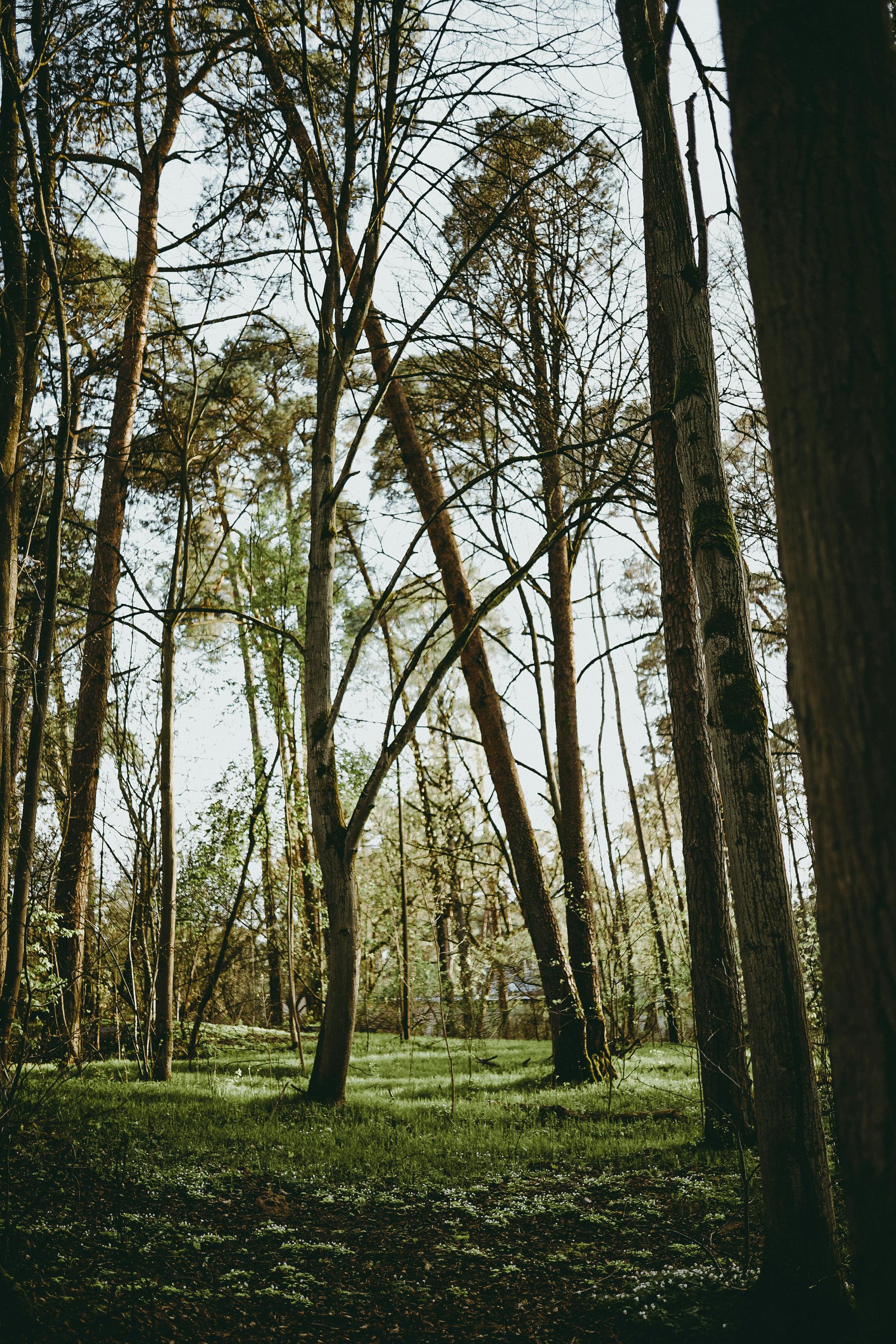 Tall Trees Photos, Download The BEST Free Tall Trees Stock Photos & HD ...