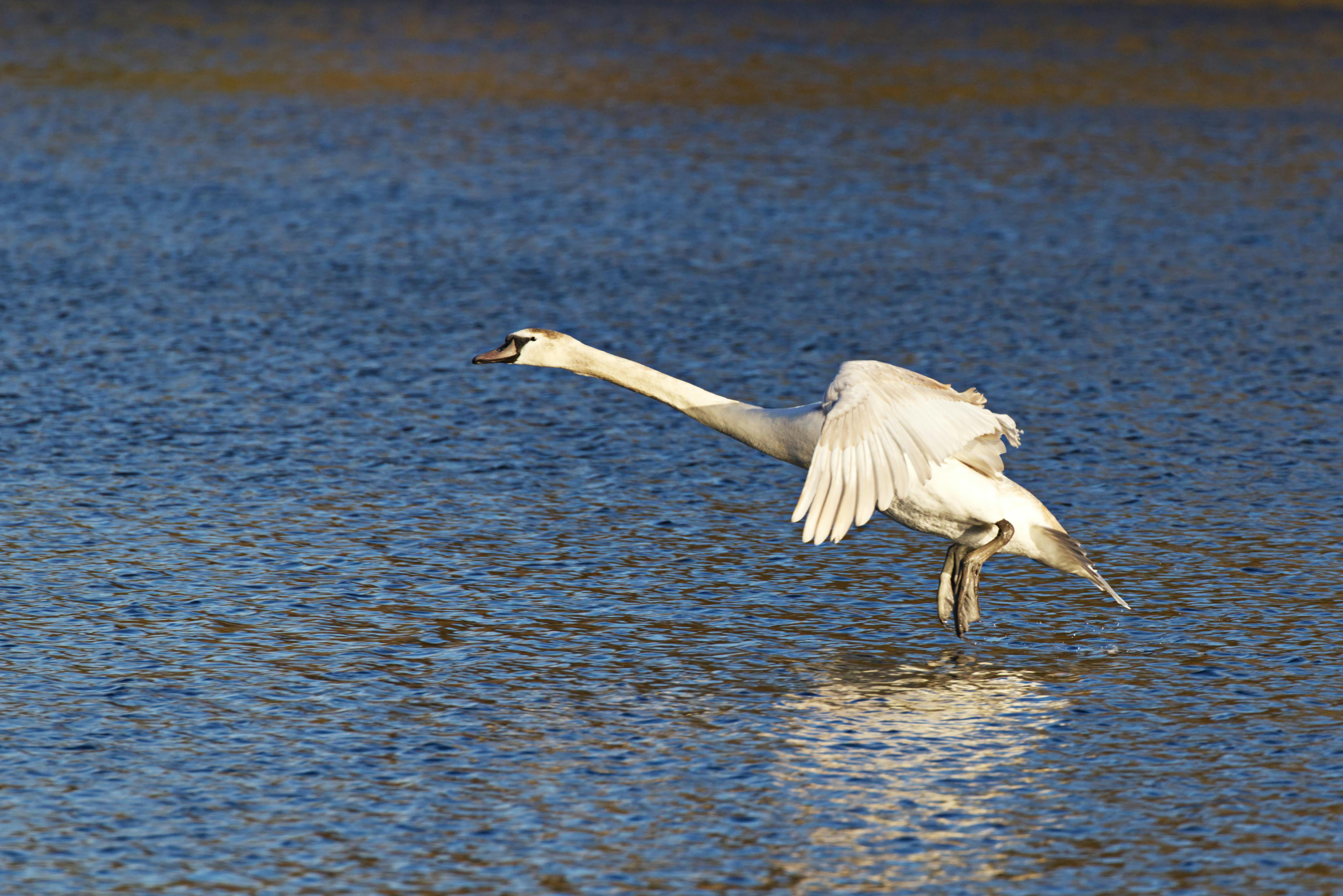 View of a Swan Flying Low above the Water Surface · Free Stock Photo