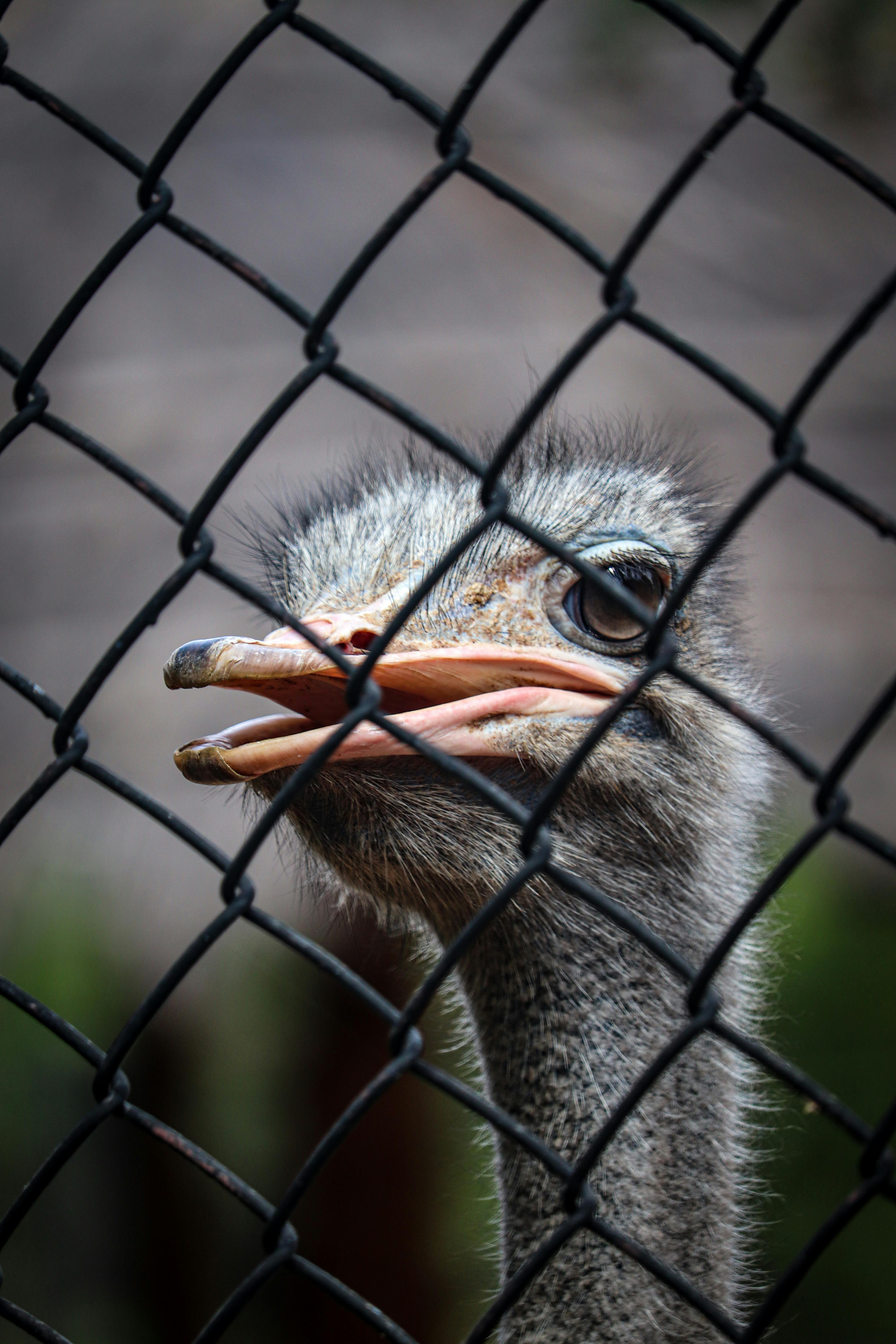 Ostrich Behind Mesh Fence · Free Stock Photo
