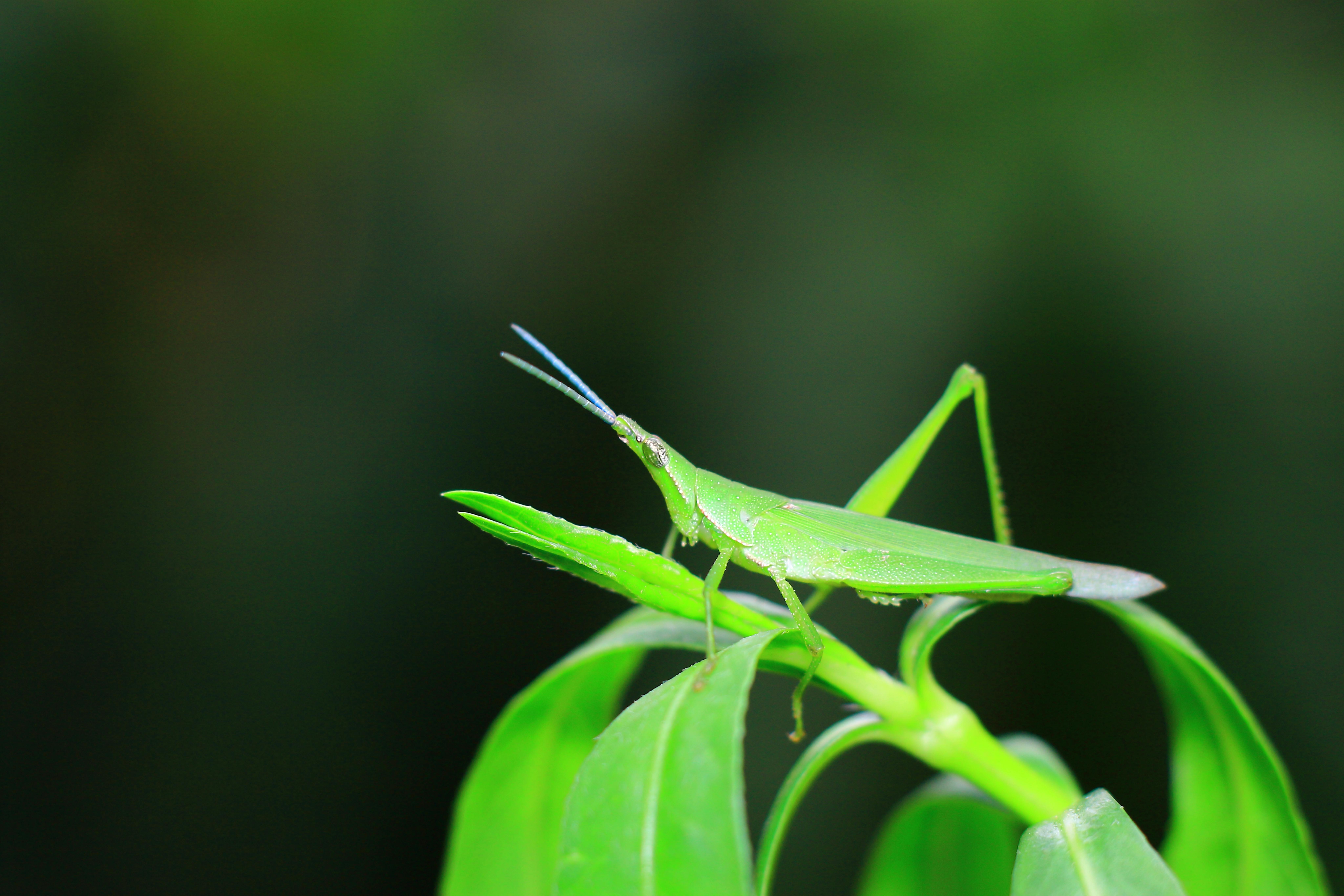 Photo gratuite de aile de libellule, ailes, animal, arrière plan flou ...