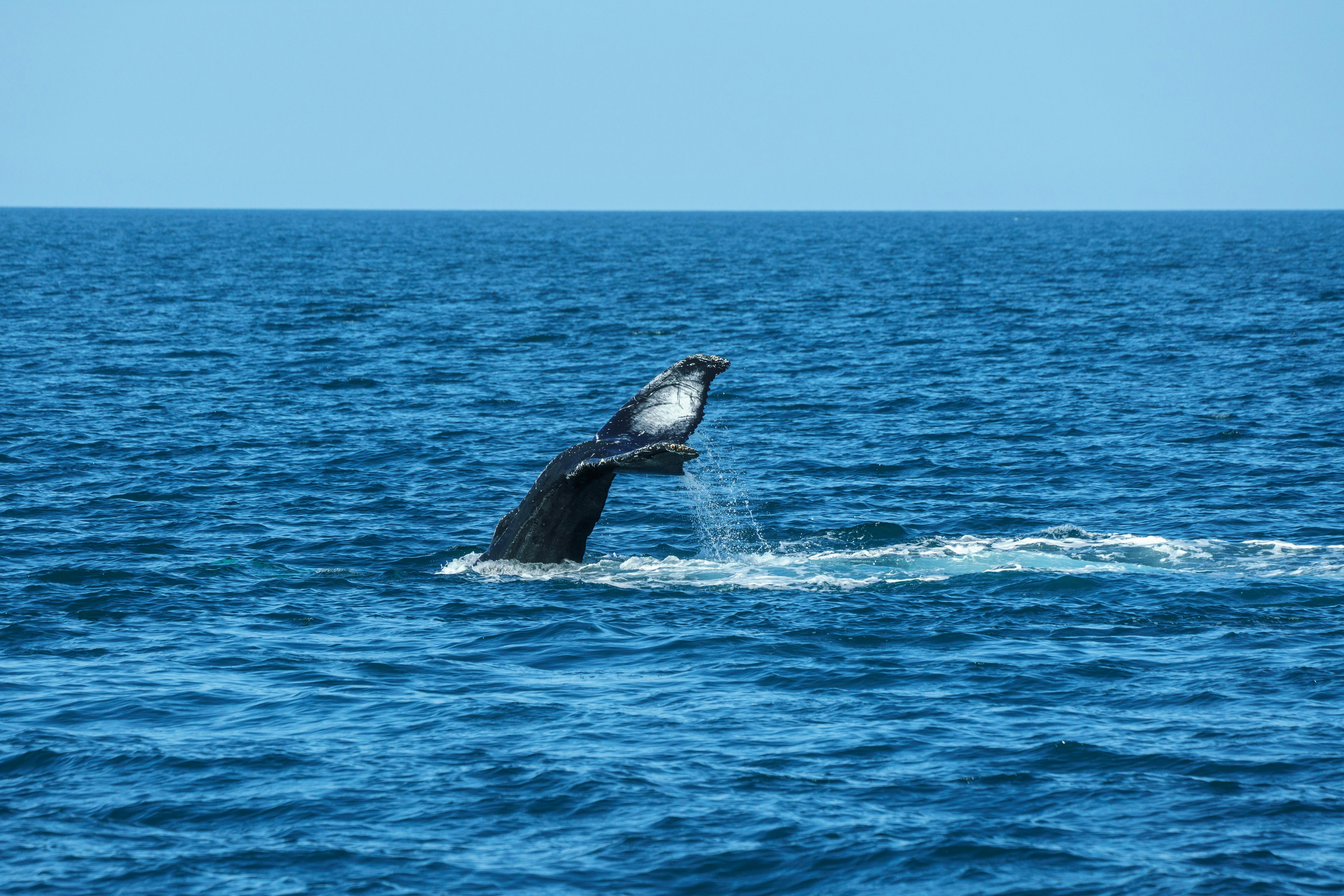 Whale's Tail · Free Stock Photo
