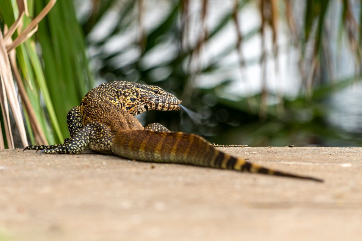 Nile Monitor Lizard Florida: A Comprehensive Guide