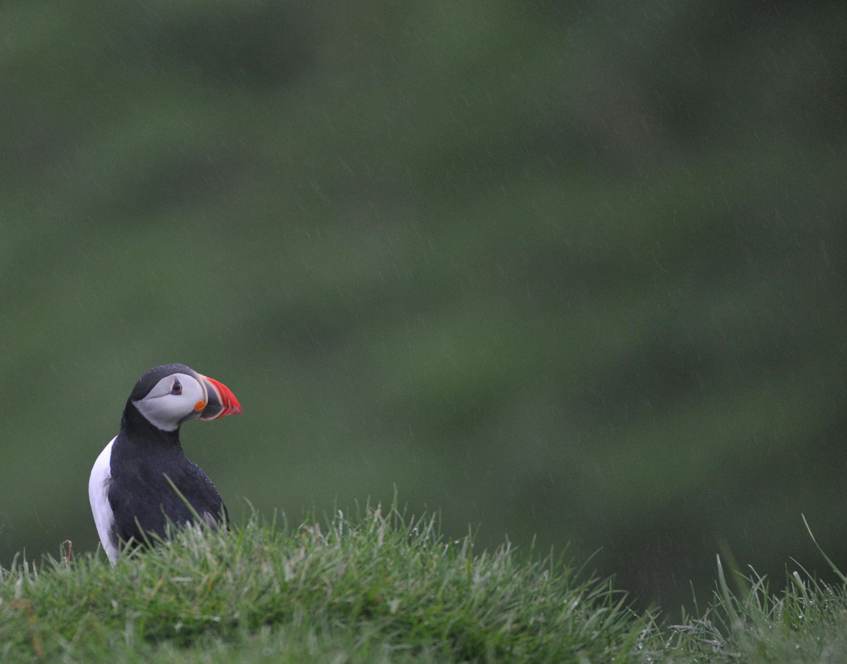 Waterproof Feathers Photos, Download The BEST Free Waterproof Feathers ...