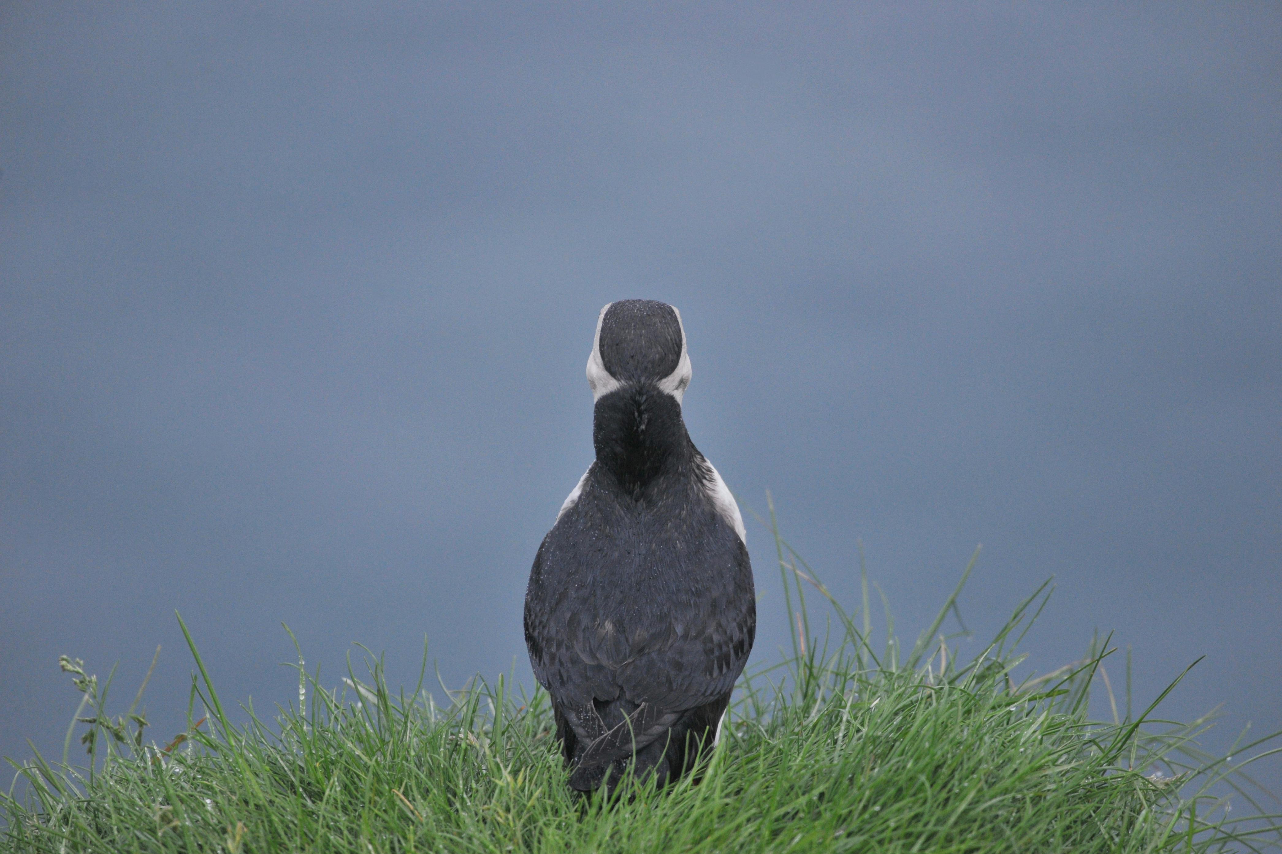Atlantic Puffin in Back View · Free Stock Photo
