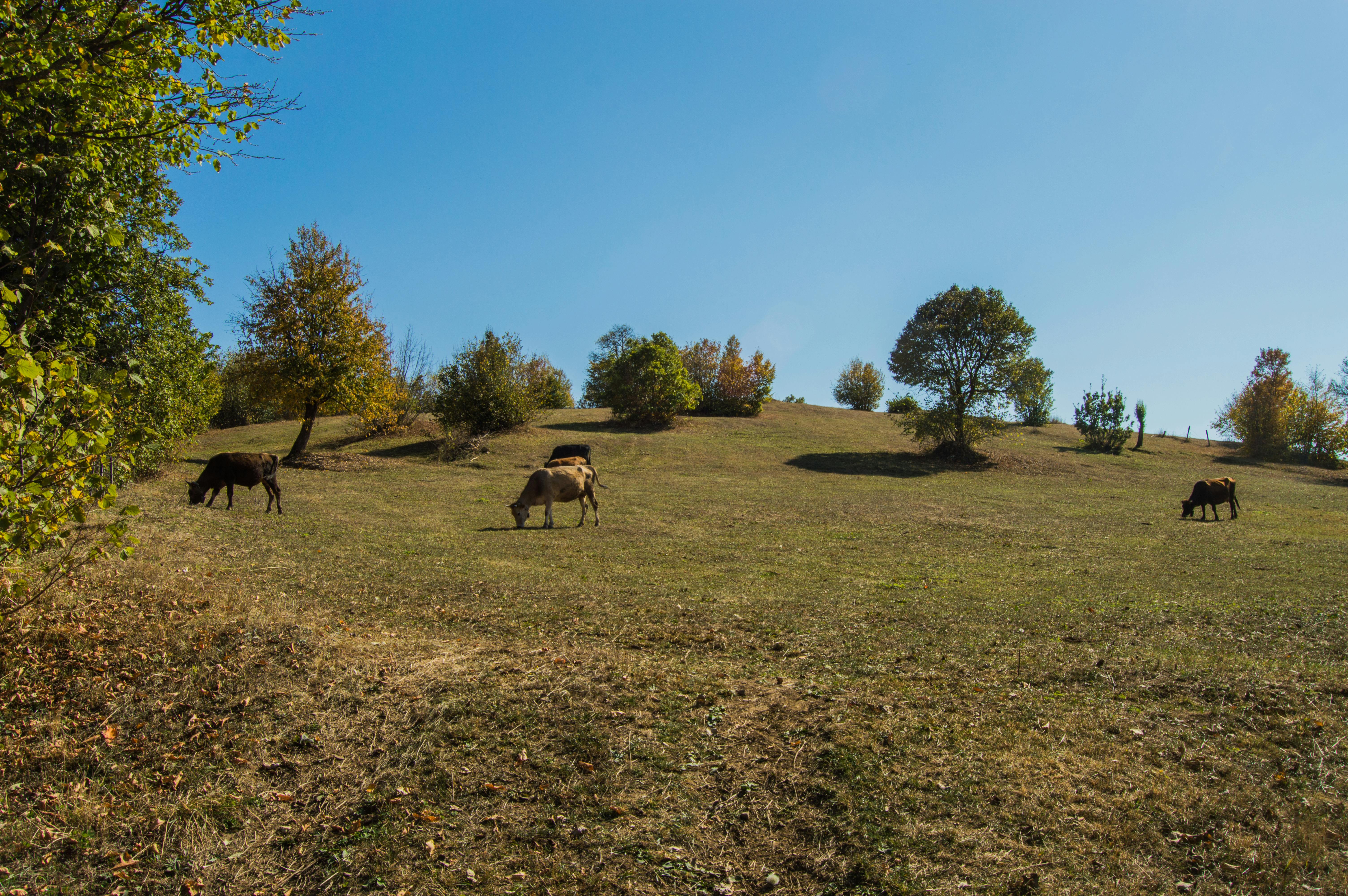 Photography of Cows During Sunset · Free Stock Photo
