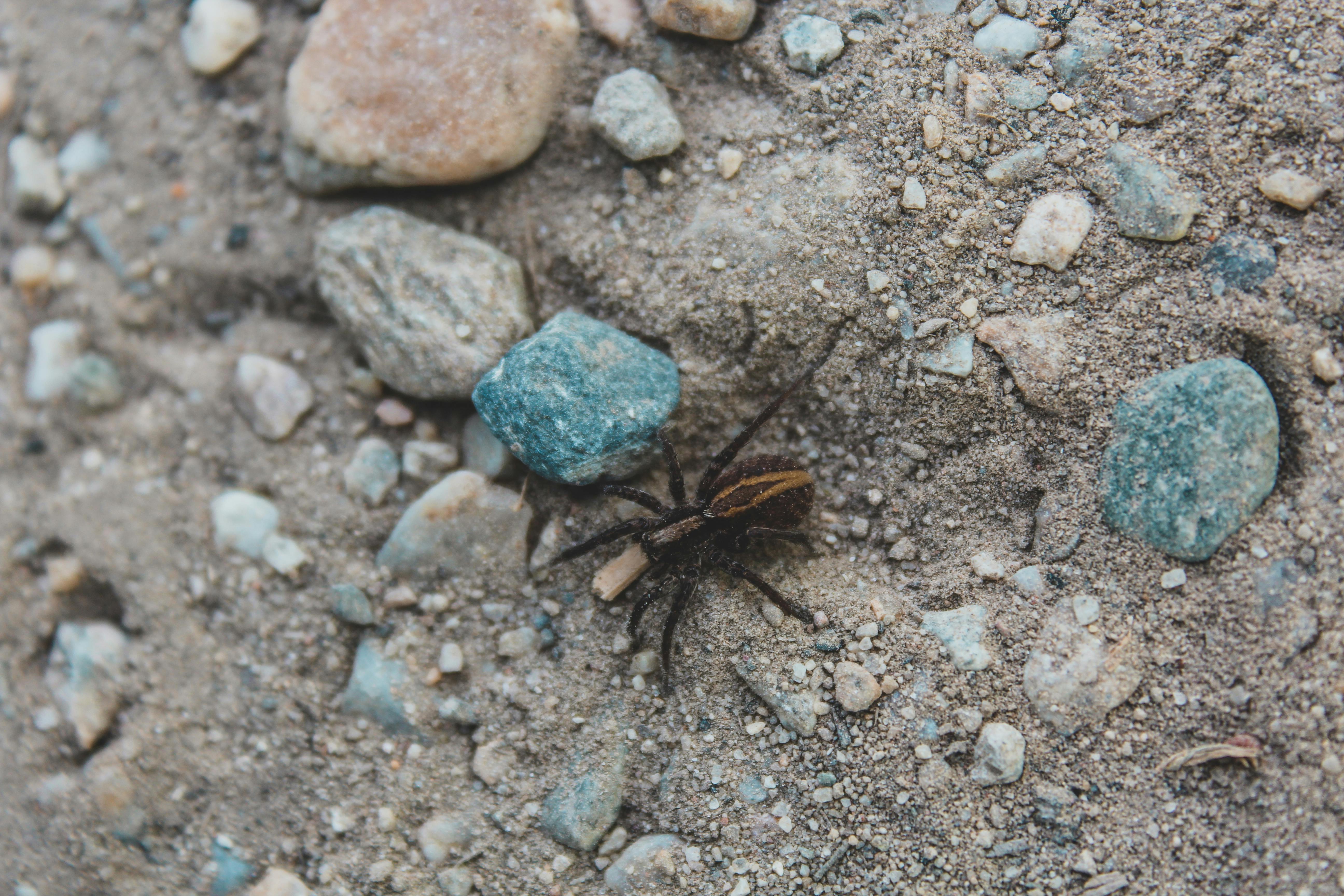 Close-up of a Spider on the Ground · Free Stock Photo