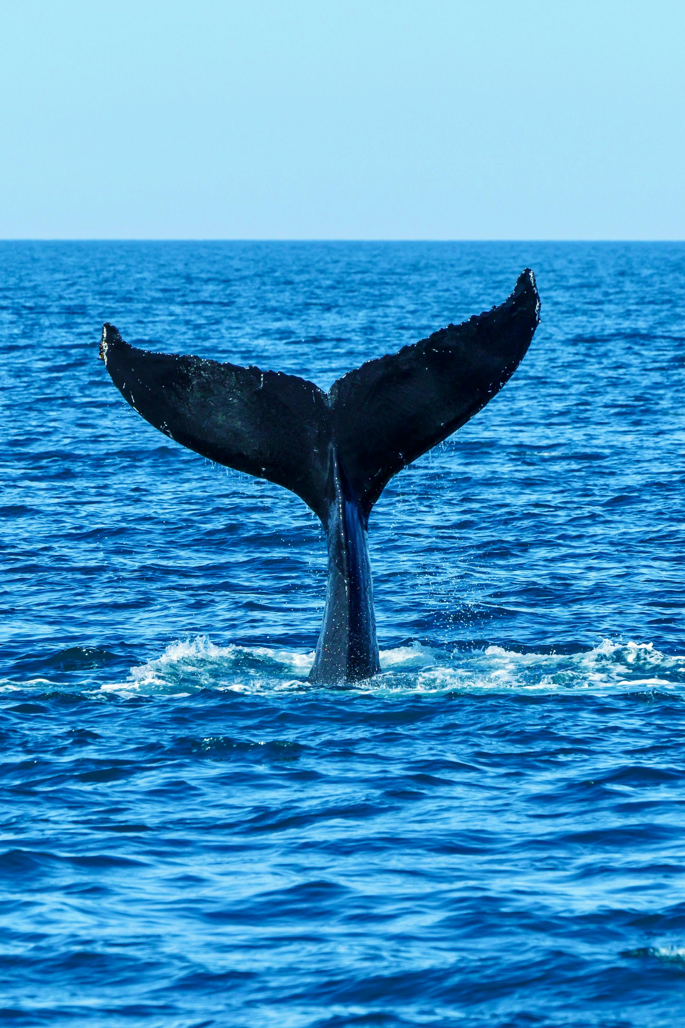 Ballena Negra En El Océano · Foto de stock gratuita