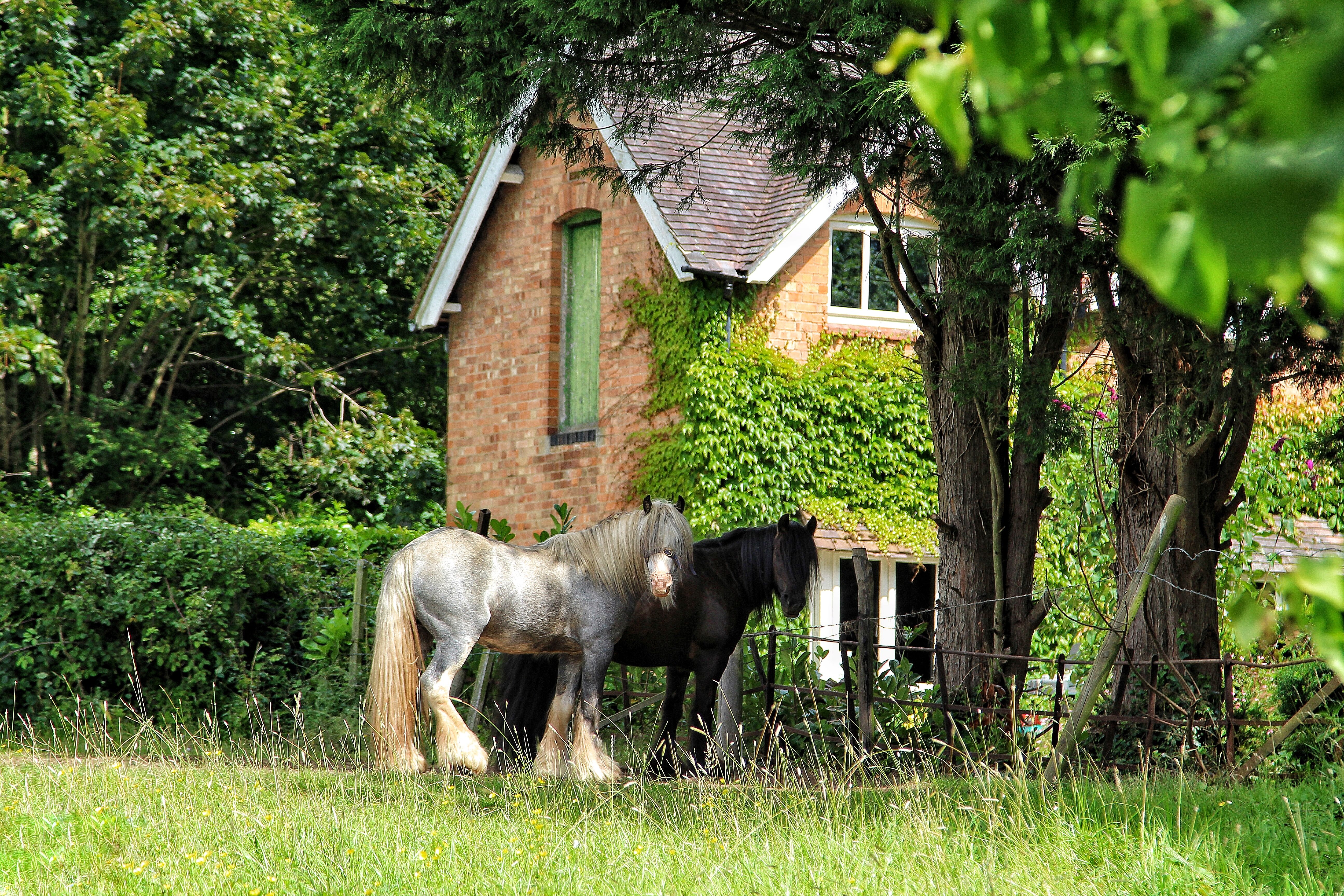 Horses on the Pasture by the House in the Countryside · Free Stock Photo