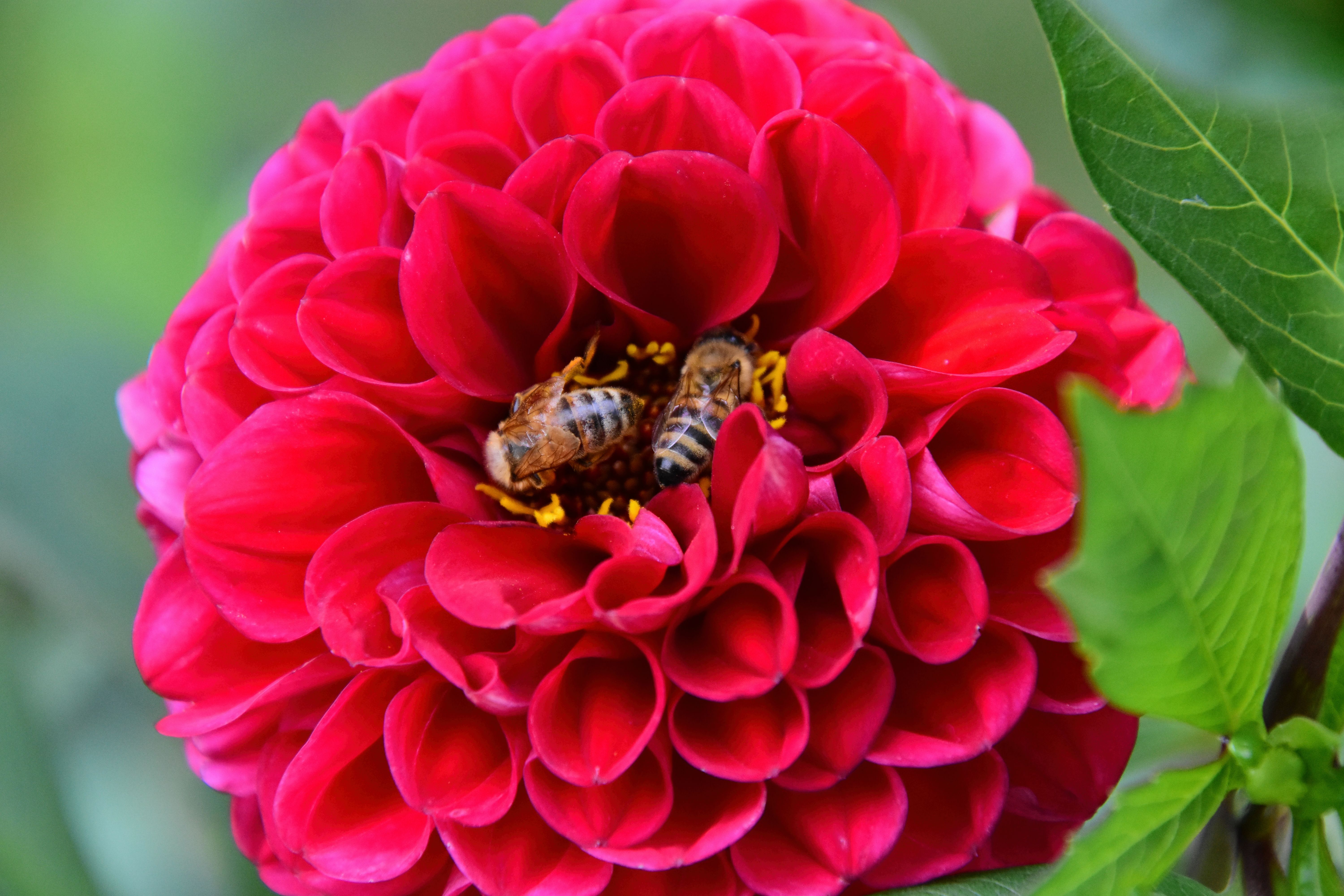 Animated Bees Photos, Download The BEST Free Animated Bees Stock Photos ...