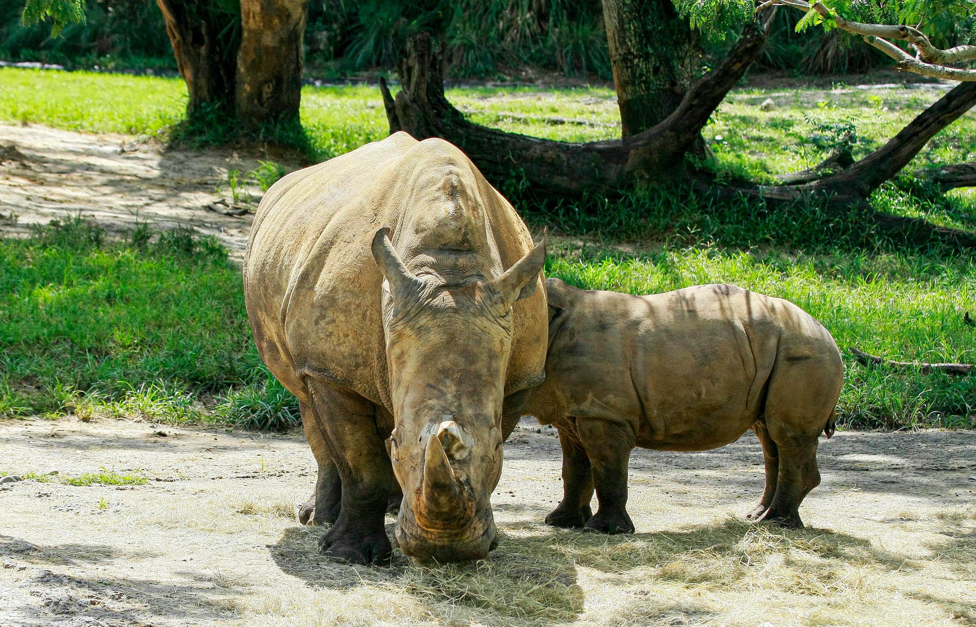 Foto de stock gratuita sobre áfrica, al aire libre, animales con ...