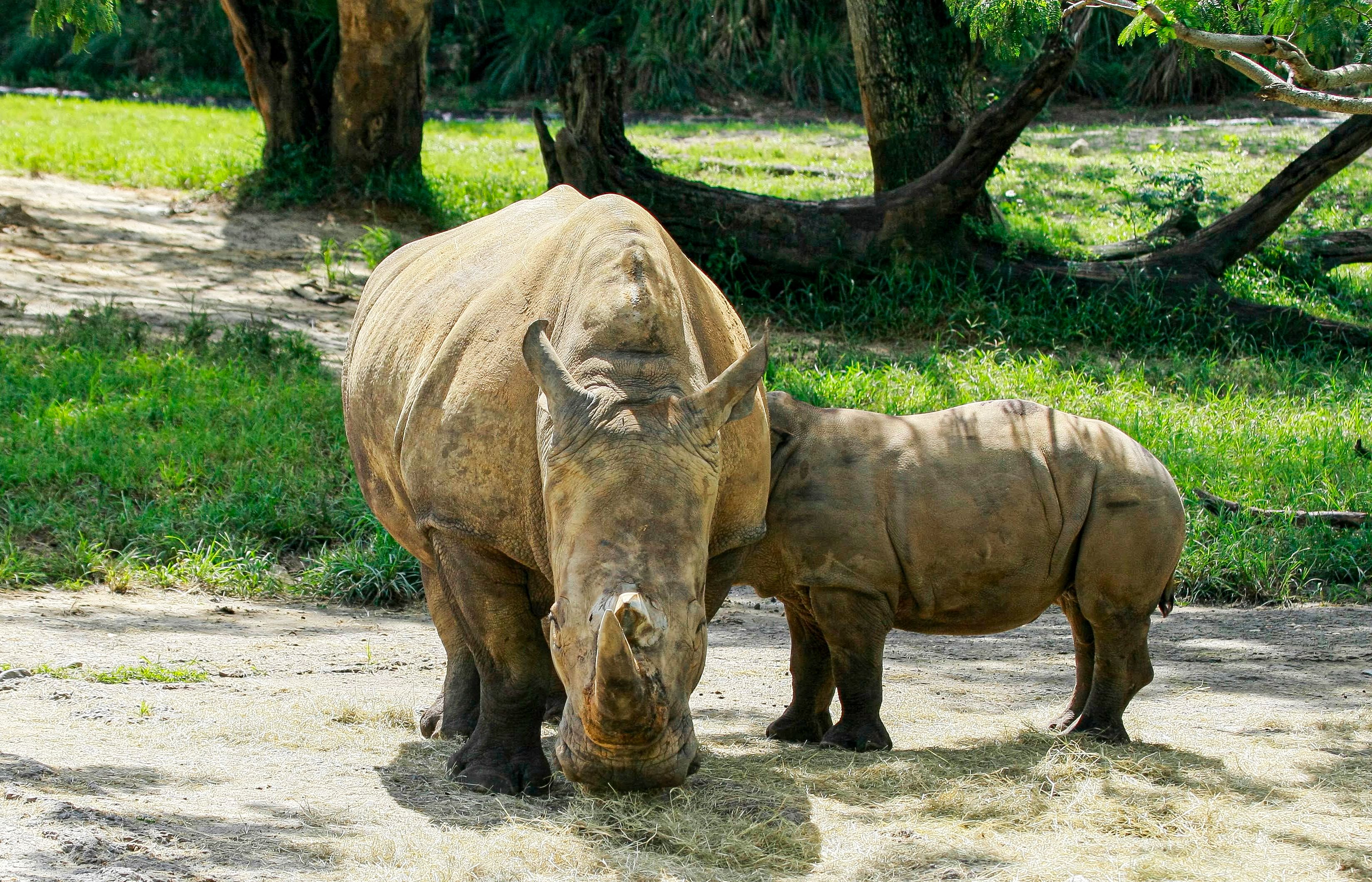 Rhinos in Zoo · Free Stock Photo