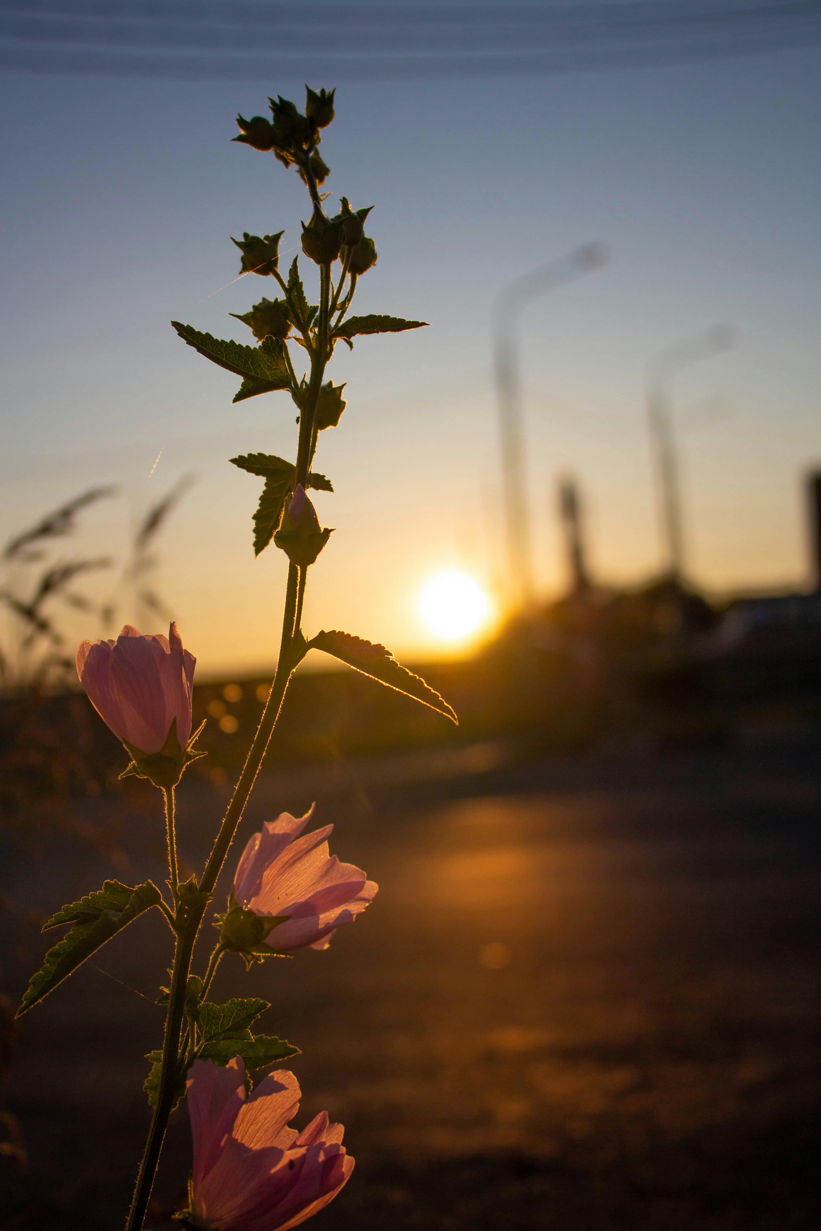 Rami Naser - Photography