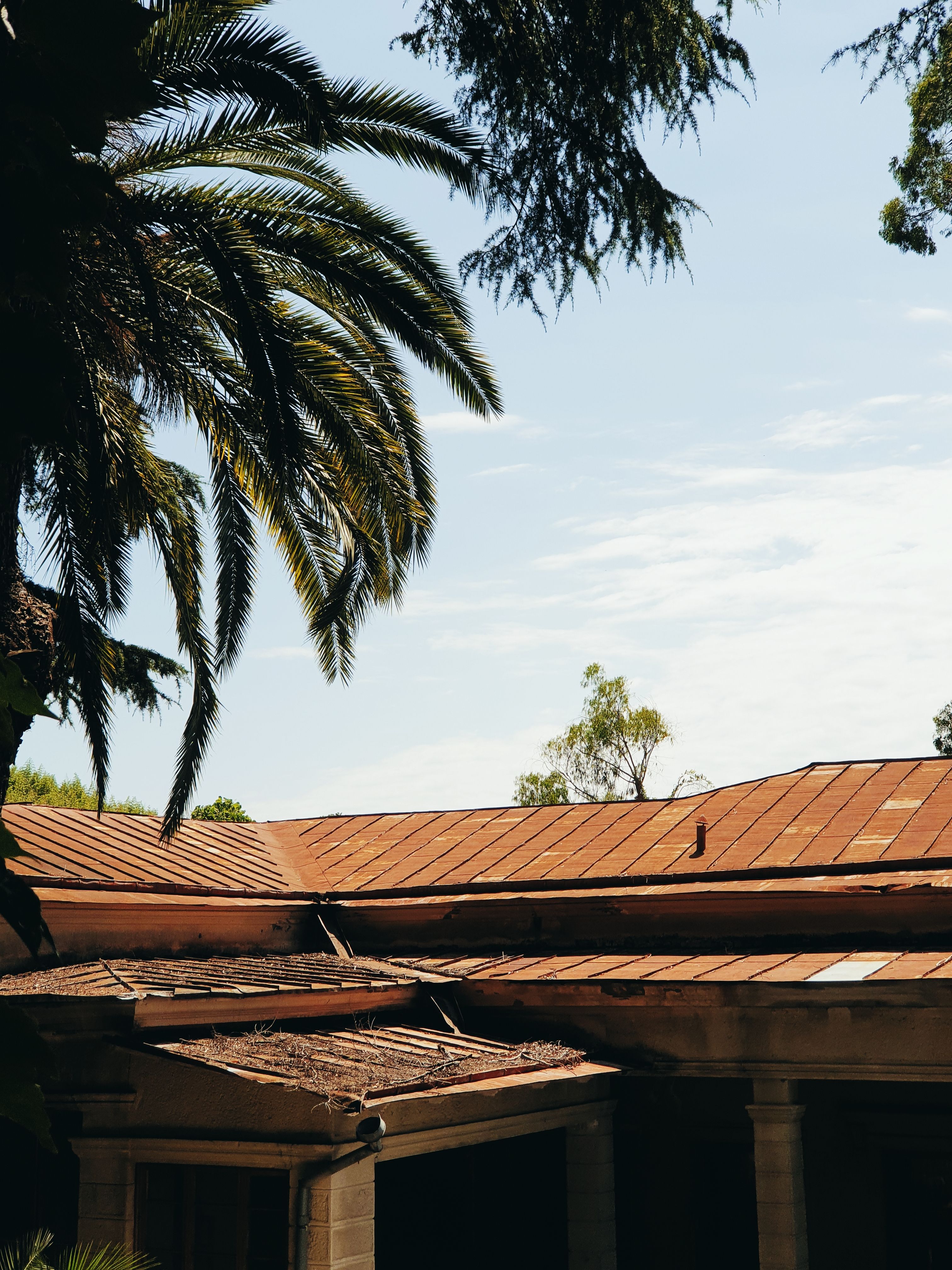 Palm Tree Leaves over Sunlit Building Roof · Free Stock Photo