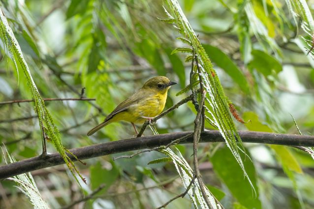 Yellow Bird Identification Guide for North American Birds