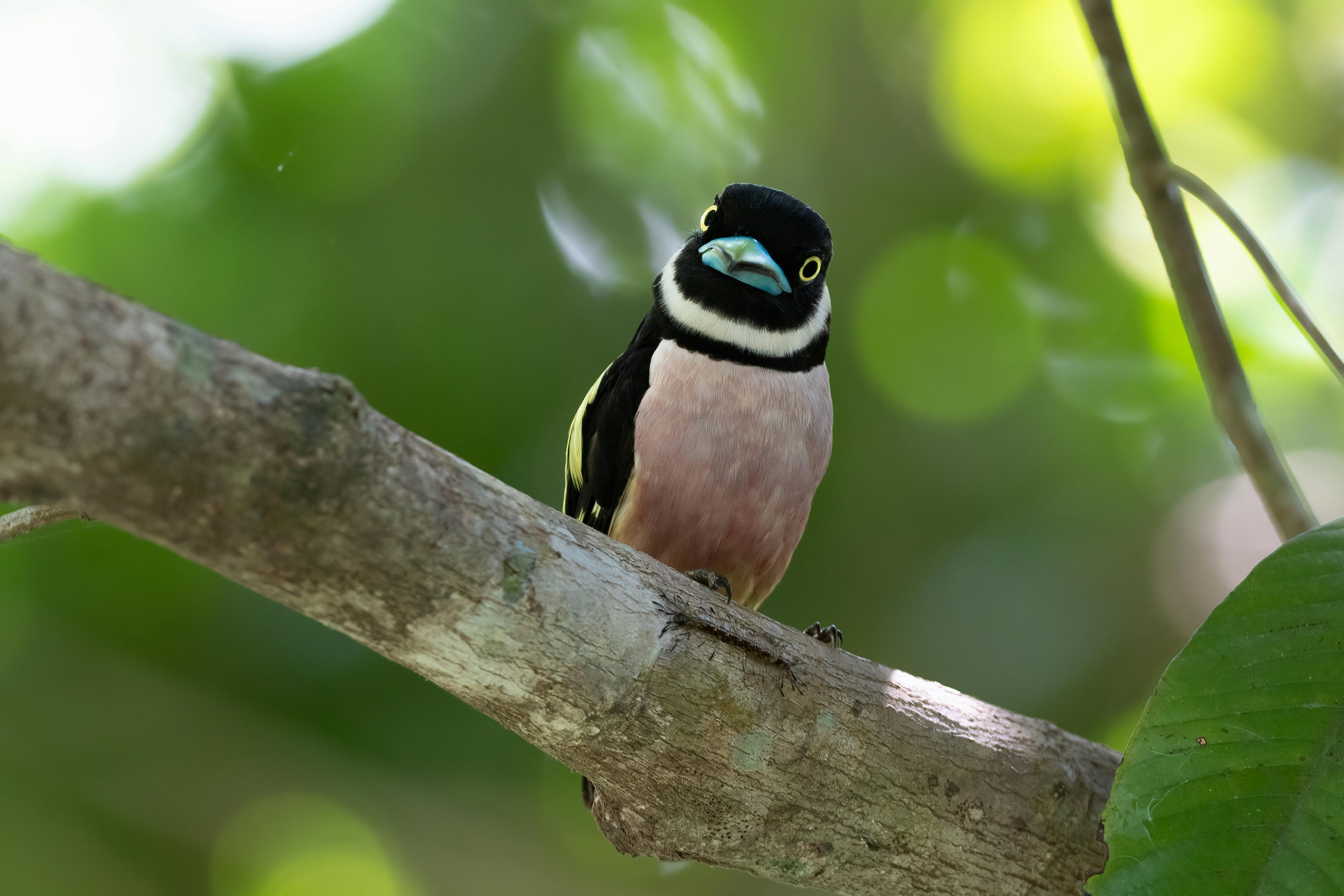 Close up of Passerine Bird · Free Stock Photo