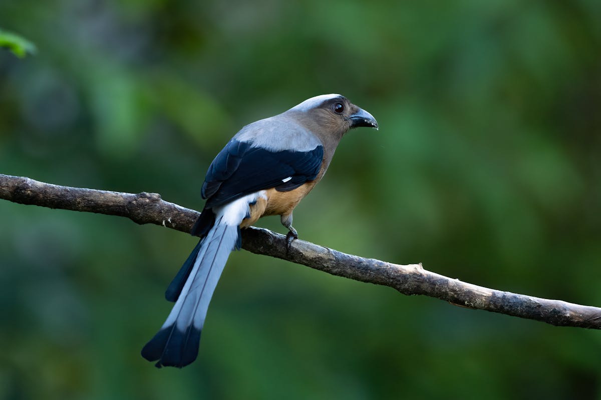 Treepie Rufous Photos, Download The BEST Free Treepie Rufous Stock ...
