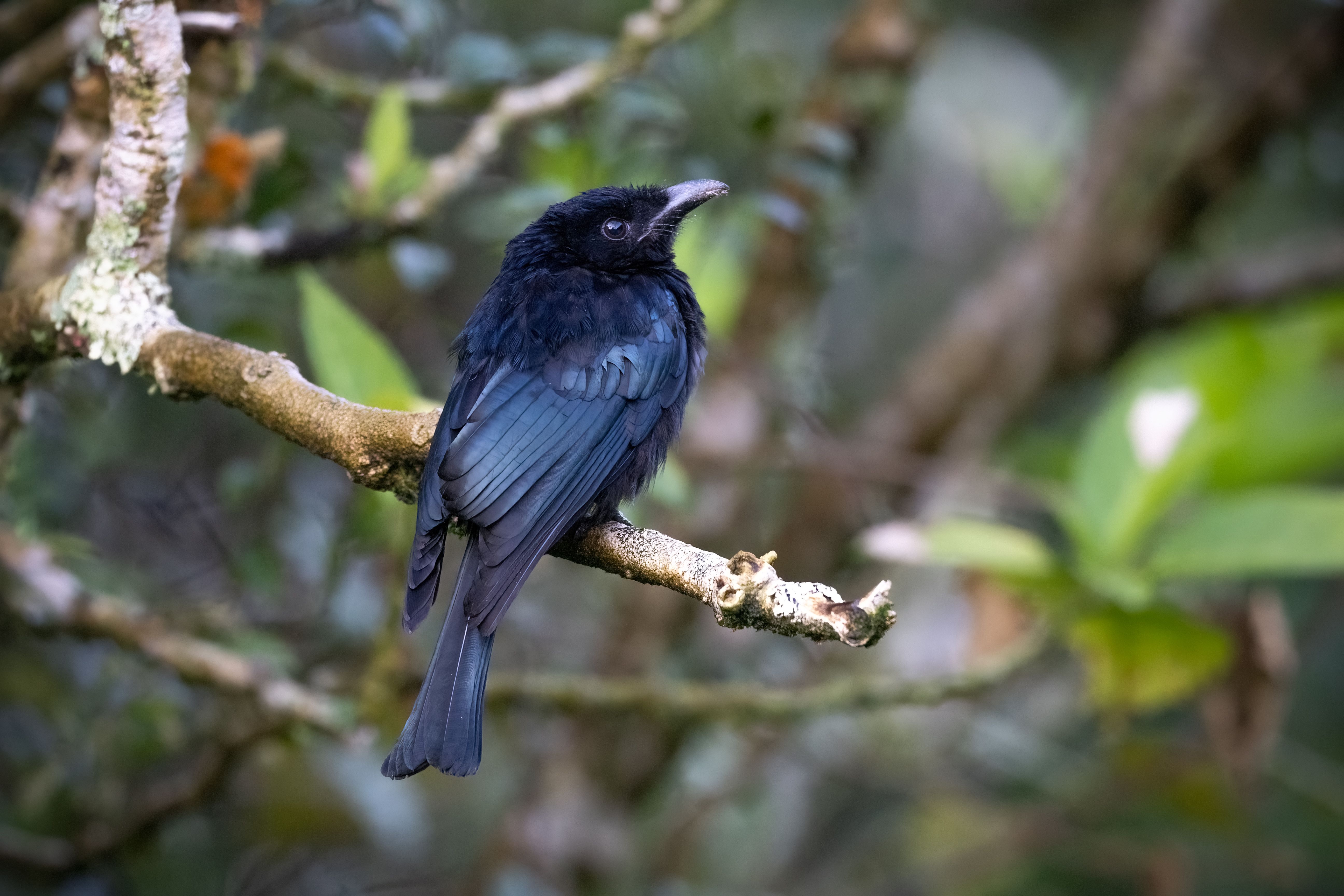 Half-Crested Drongo Bird · Free Stock Photo