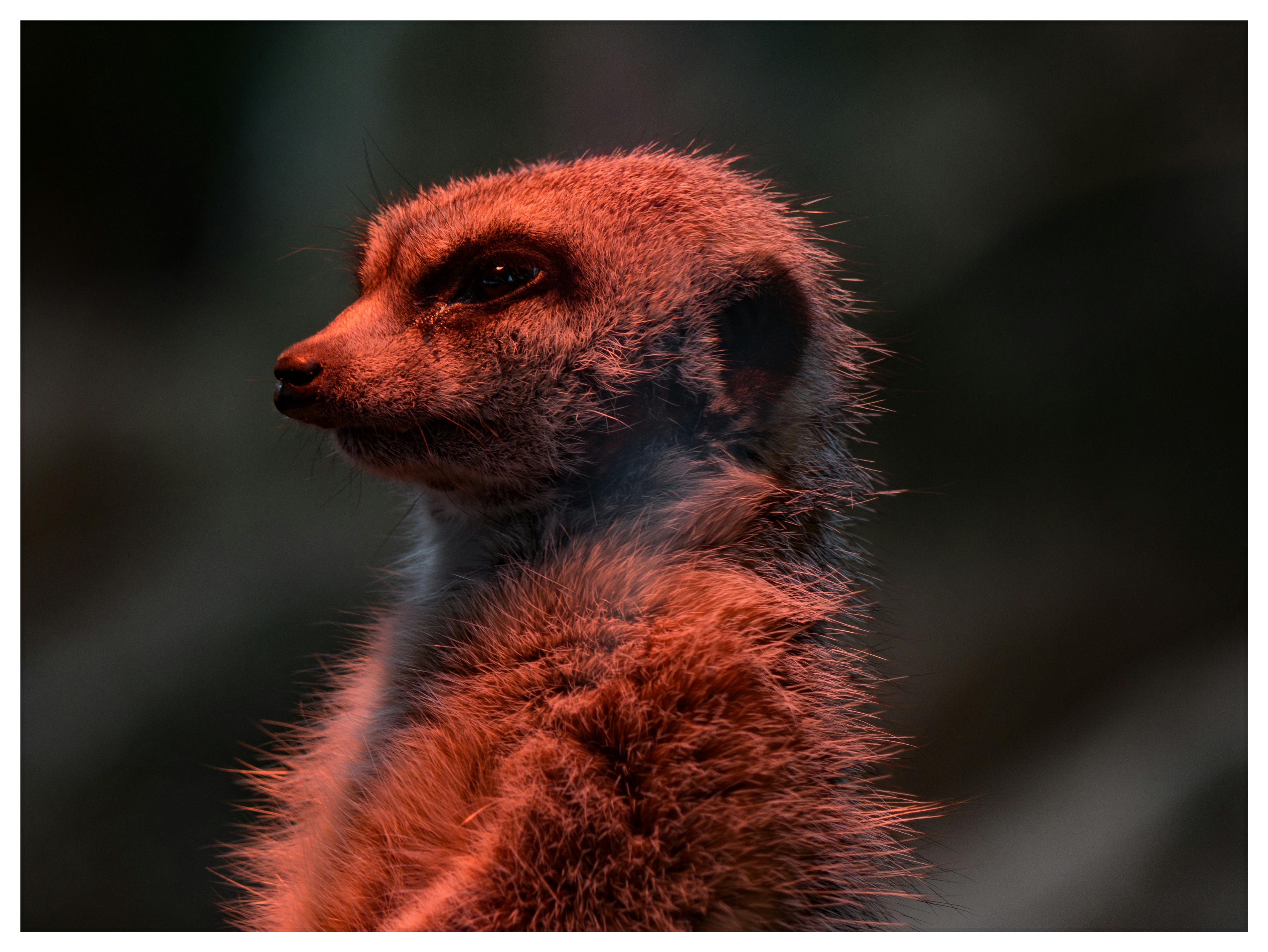 Meerkat in Red Light · Free Stock Photo