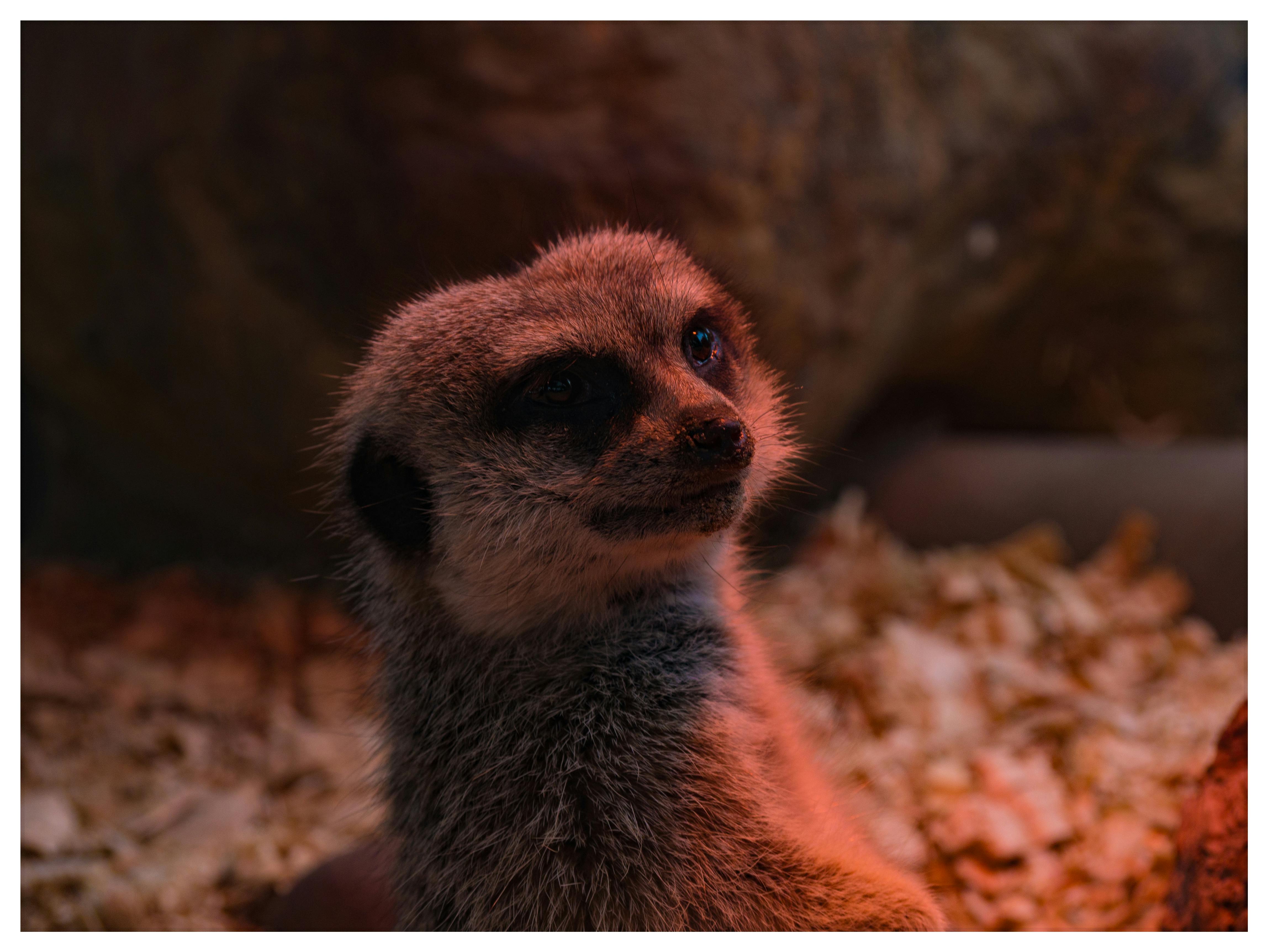 Meerkat Head in Red Light · Free Stock Photo