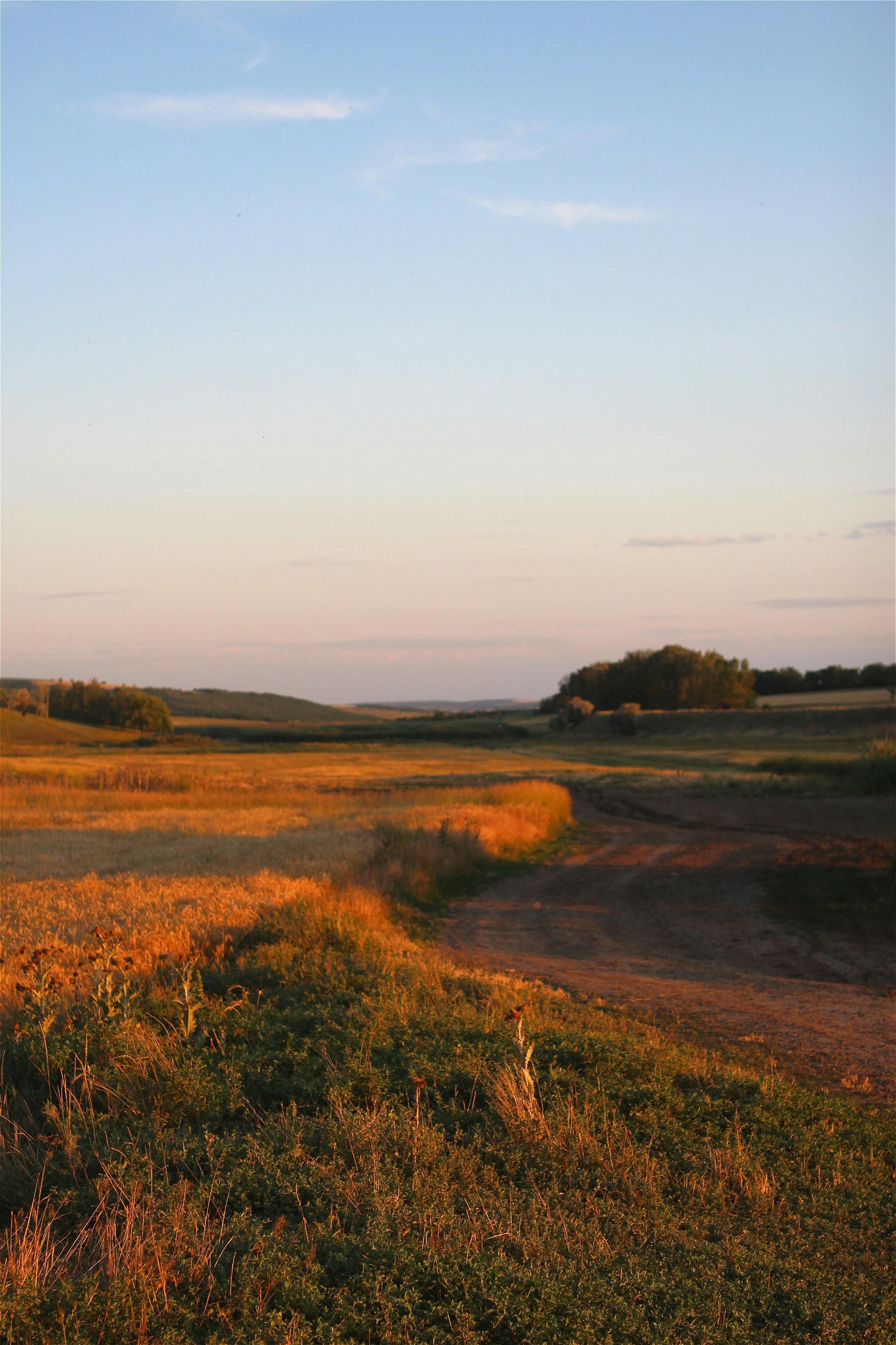 Meadow in Countryside at Dawn · Free Stock Photo