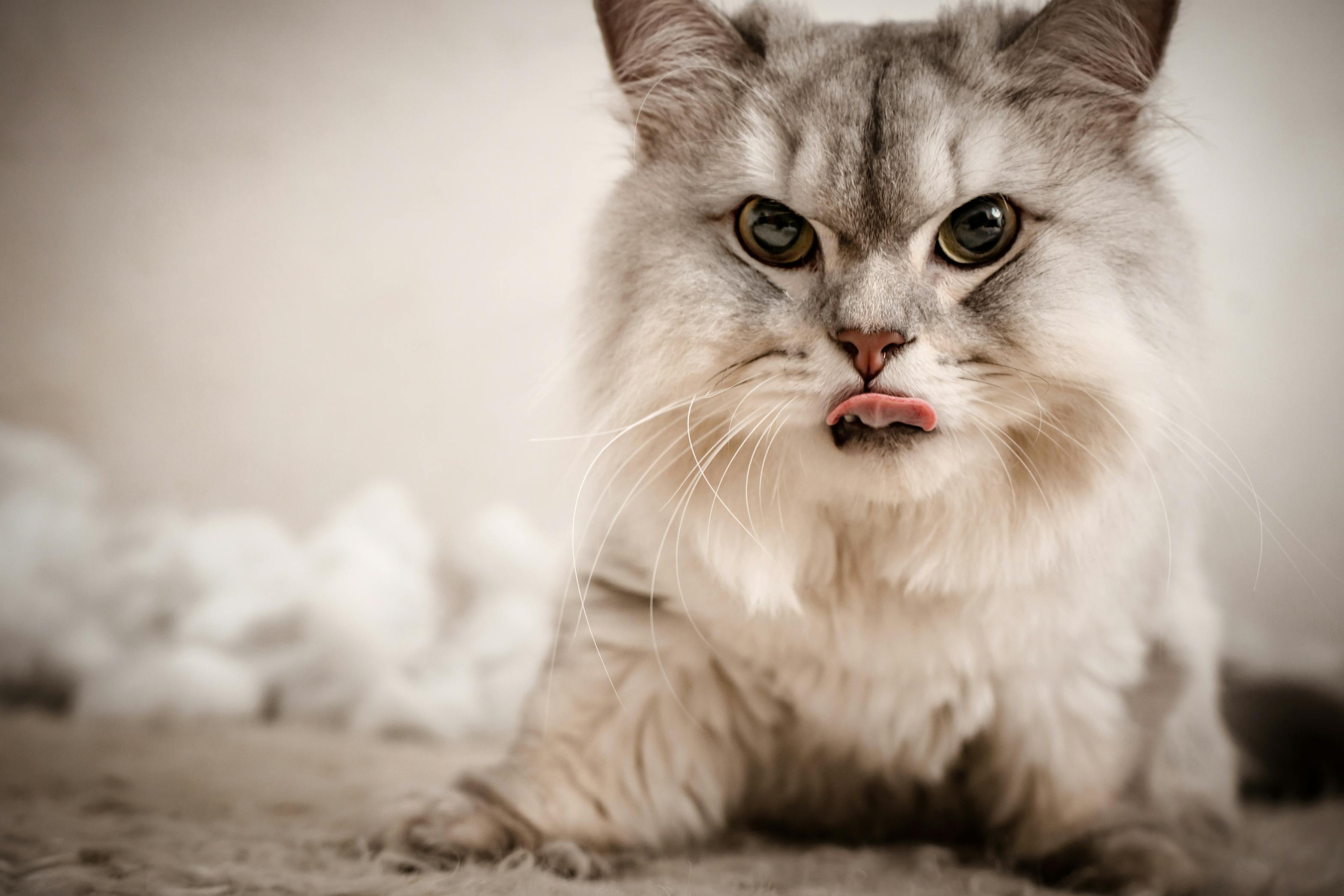 All Pets Photos, Download The BEST Free All Pets Stock Photos & HD Images