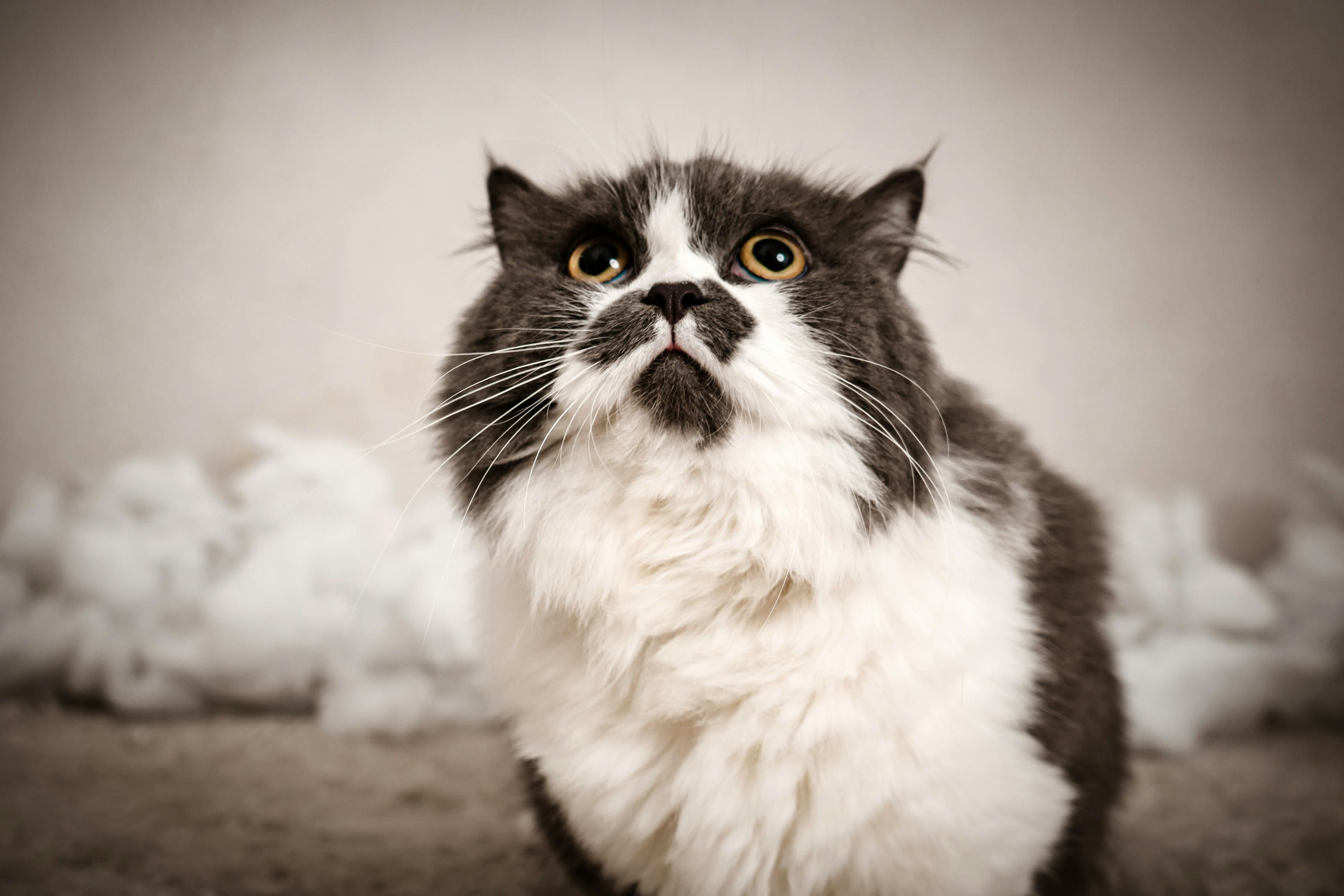 All Pets Photos, Download The BEST Free All Pets Stock Photos & HD Images