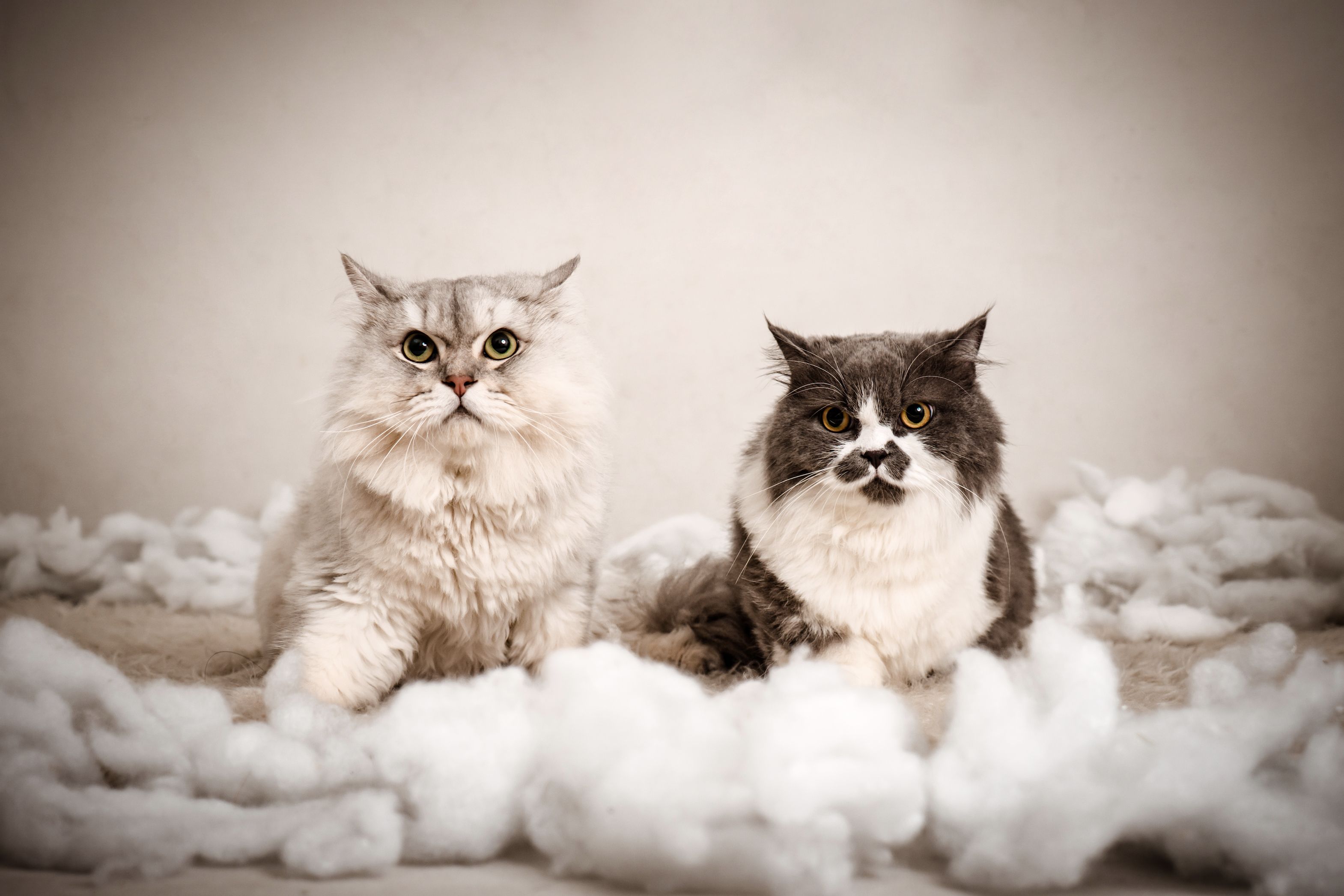 All Pets Photos, Download The BEST Free All Pets Stock Photos & HD Images