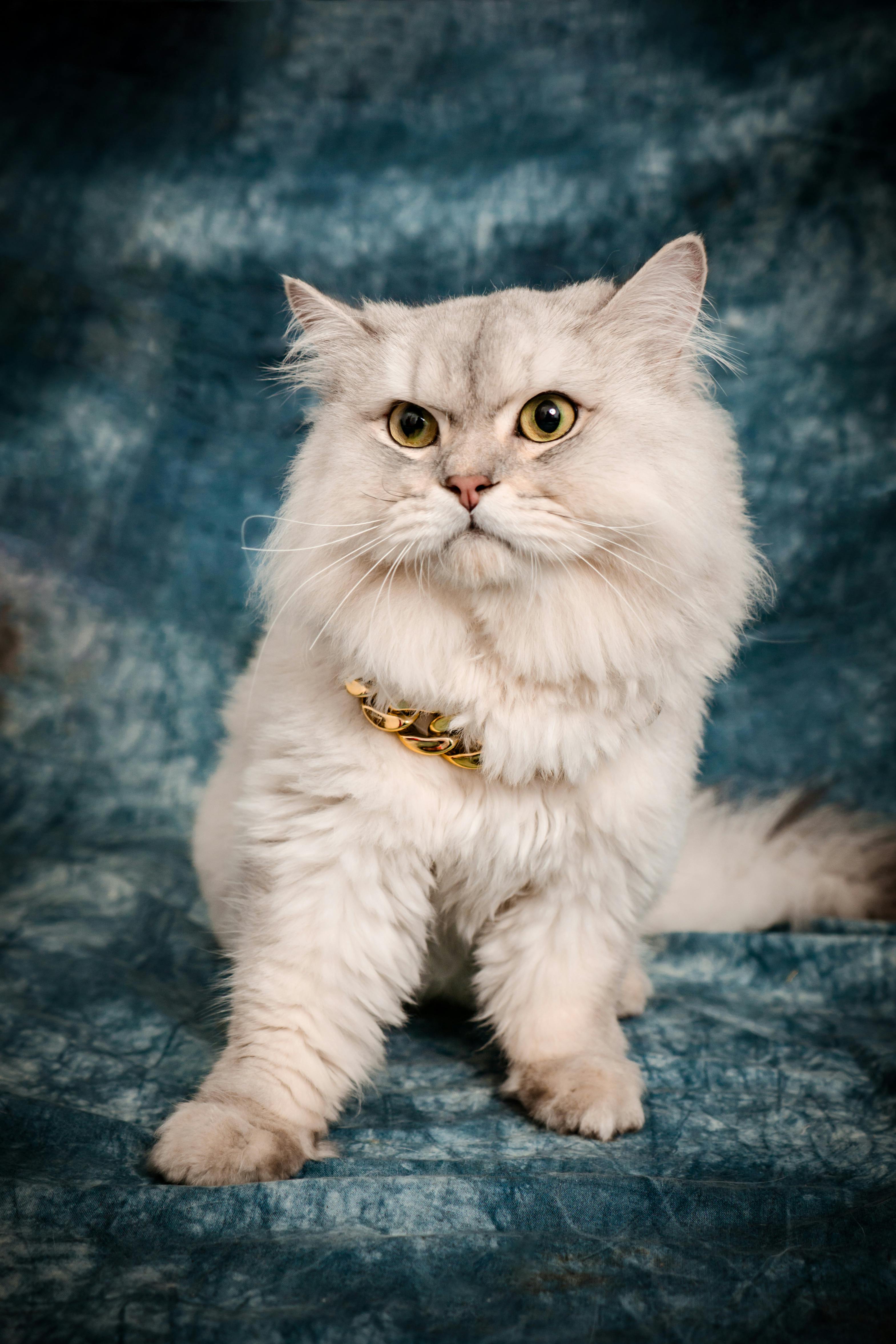 White Cat in Golden Necklace · Free Stock Photo