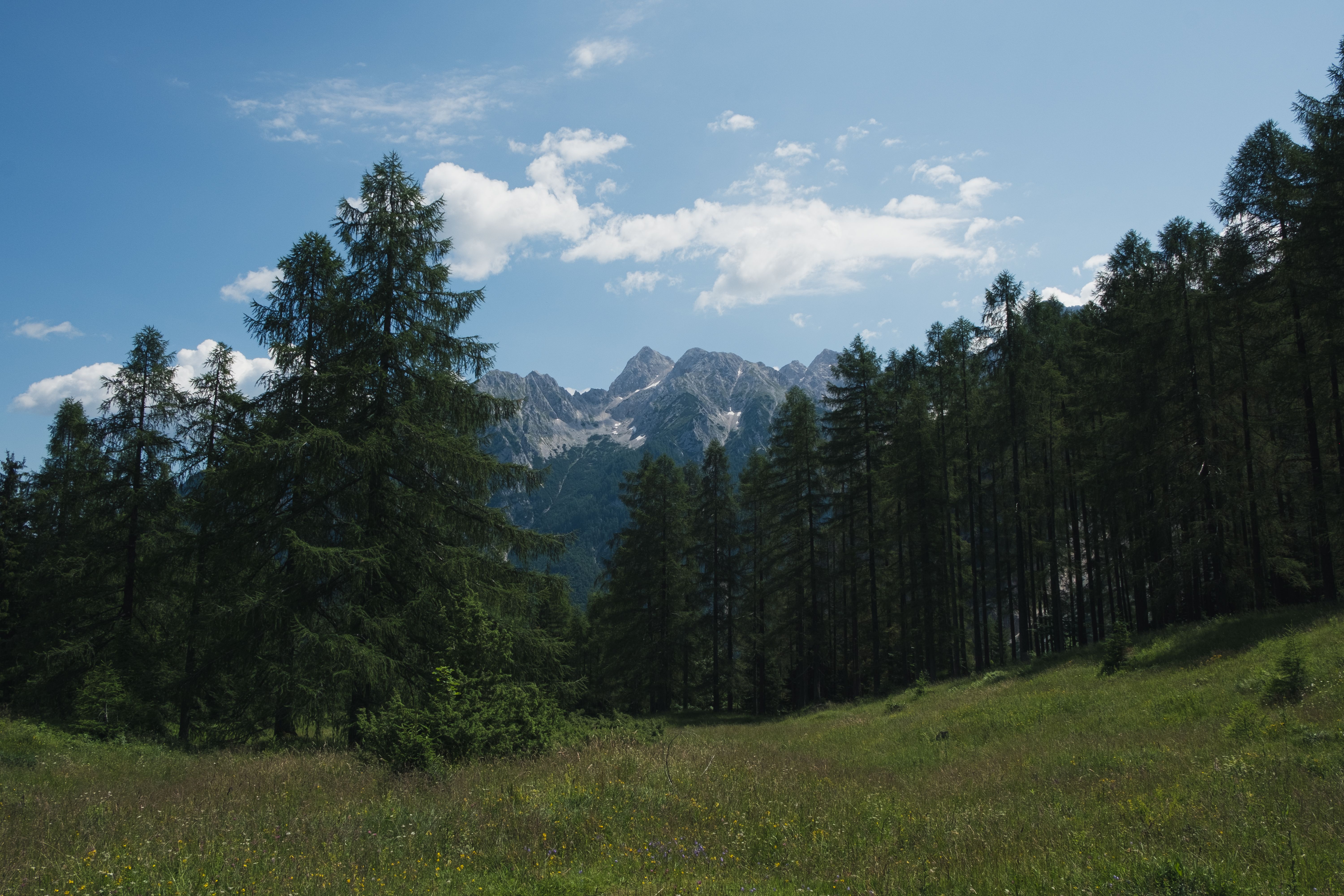 Forest on Hill · Free Stock Photo