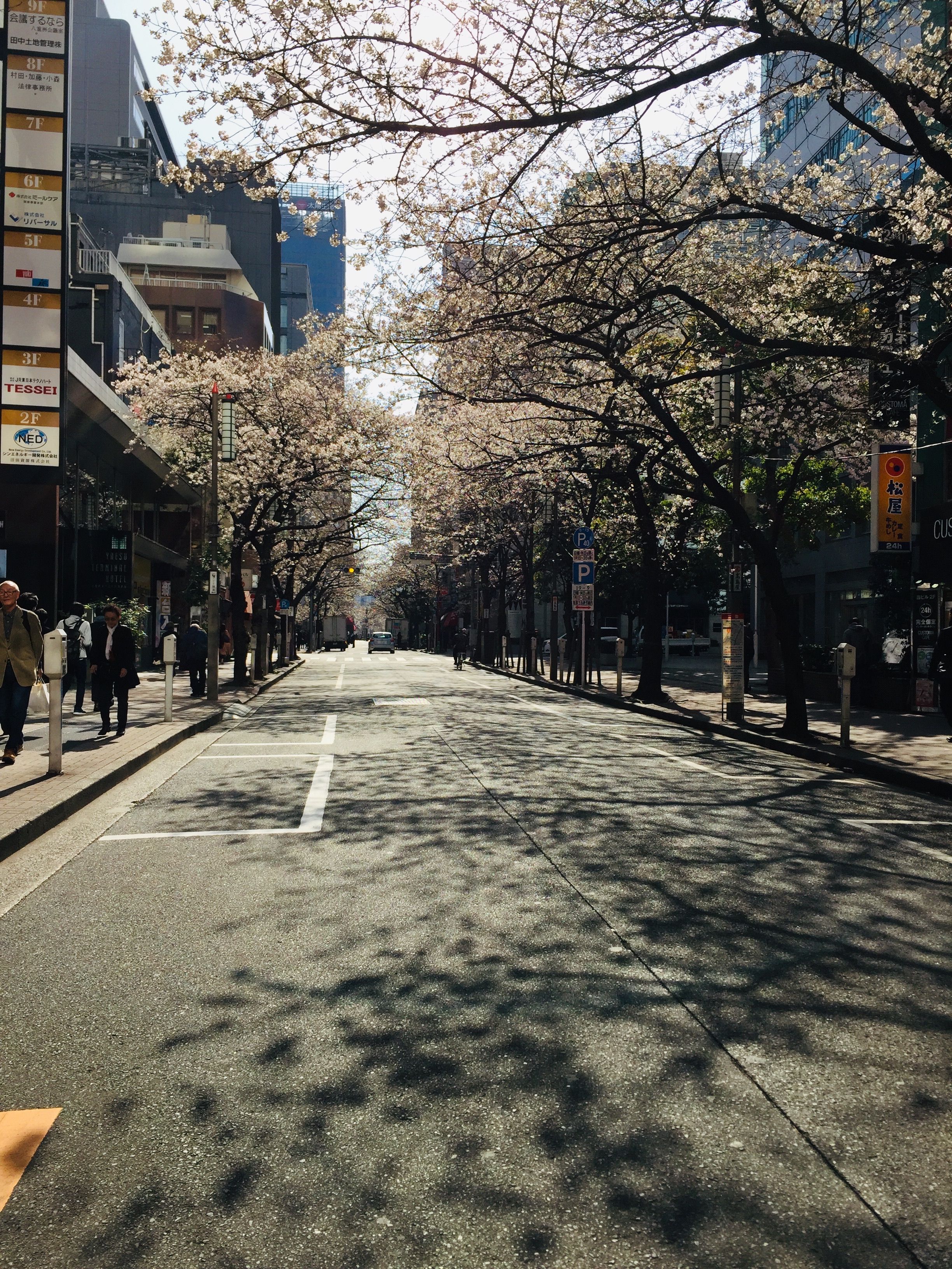 Spring Trees over Sunlit Street · Free Stock Photo