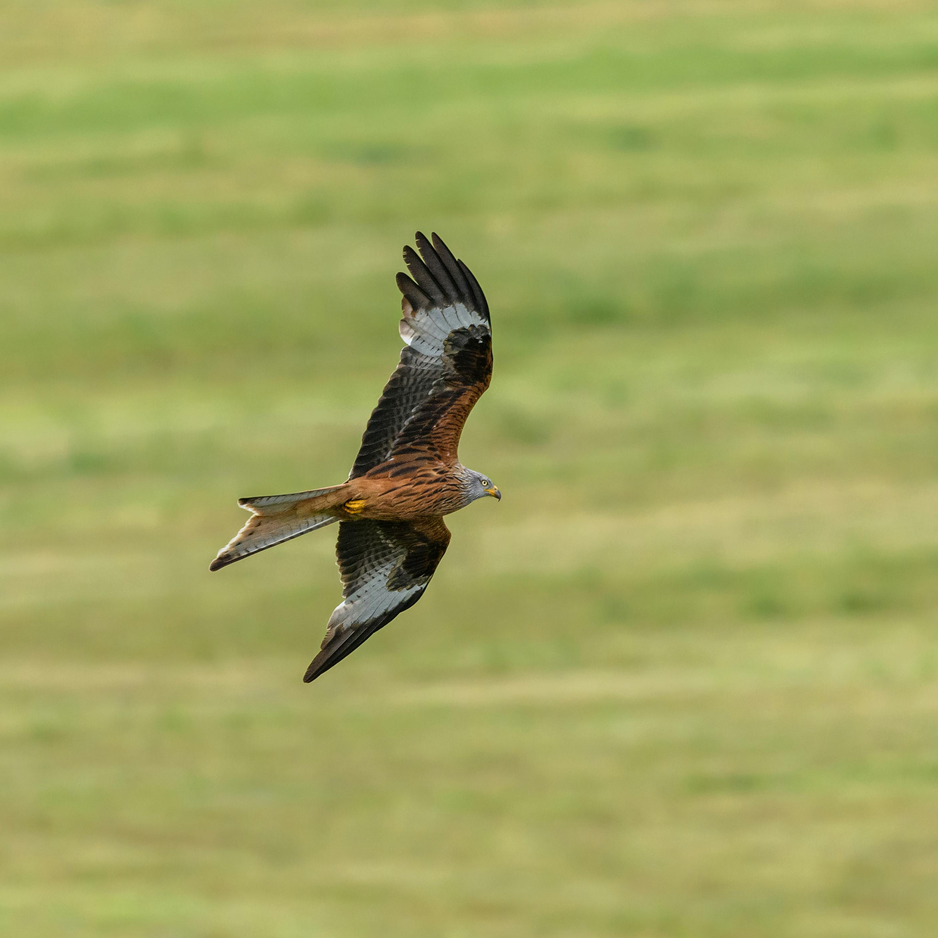 Bird Flying in Dense Wild Forest · Free Stock Photo