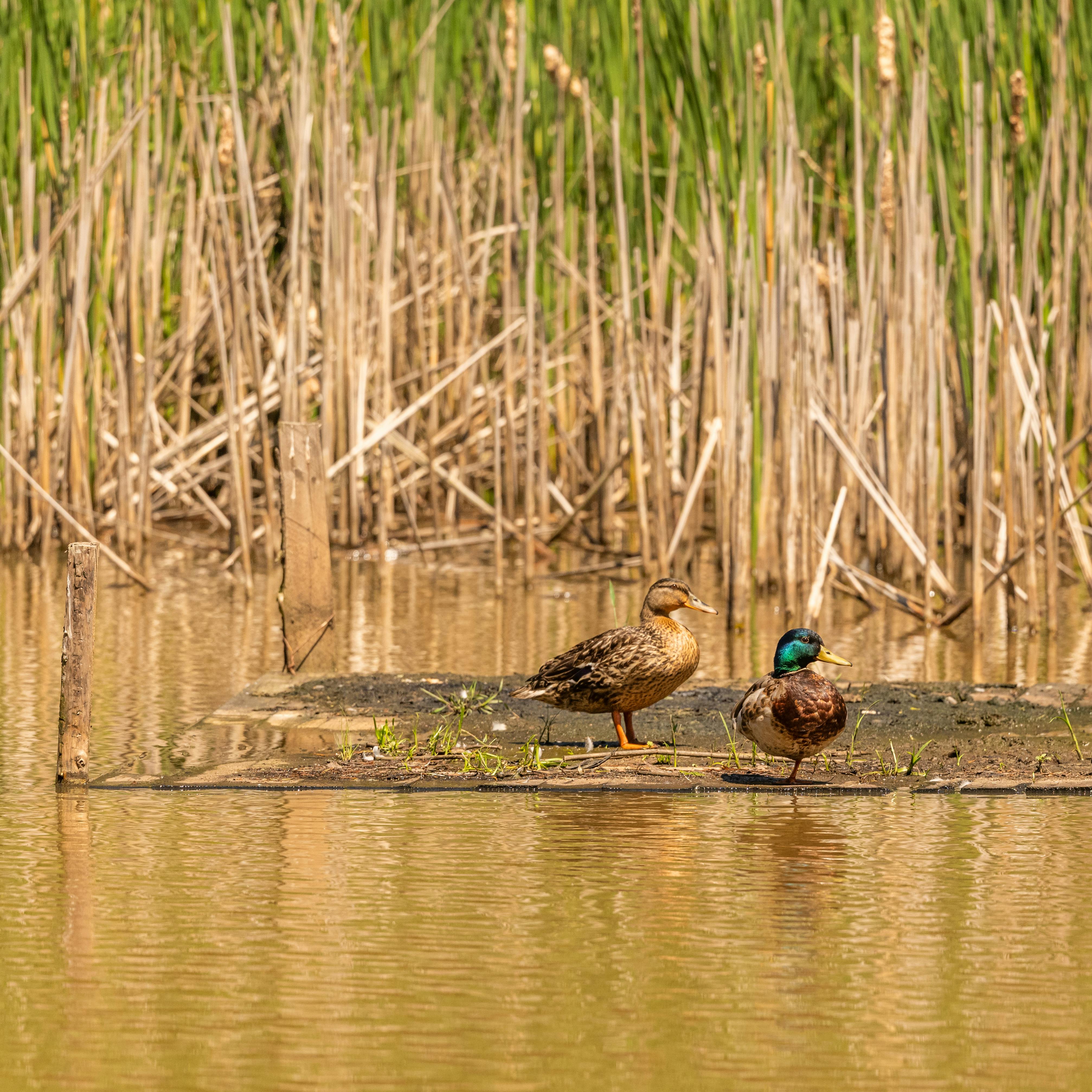 A Duck on a Rock · Free Stock Photo