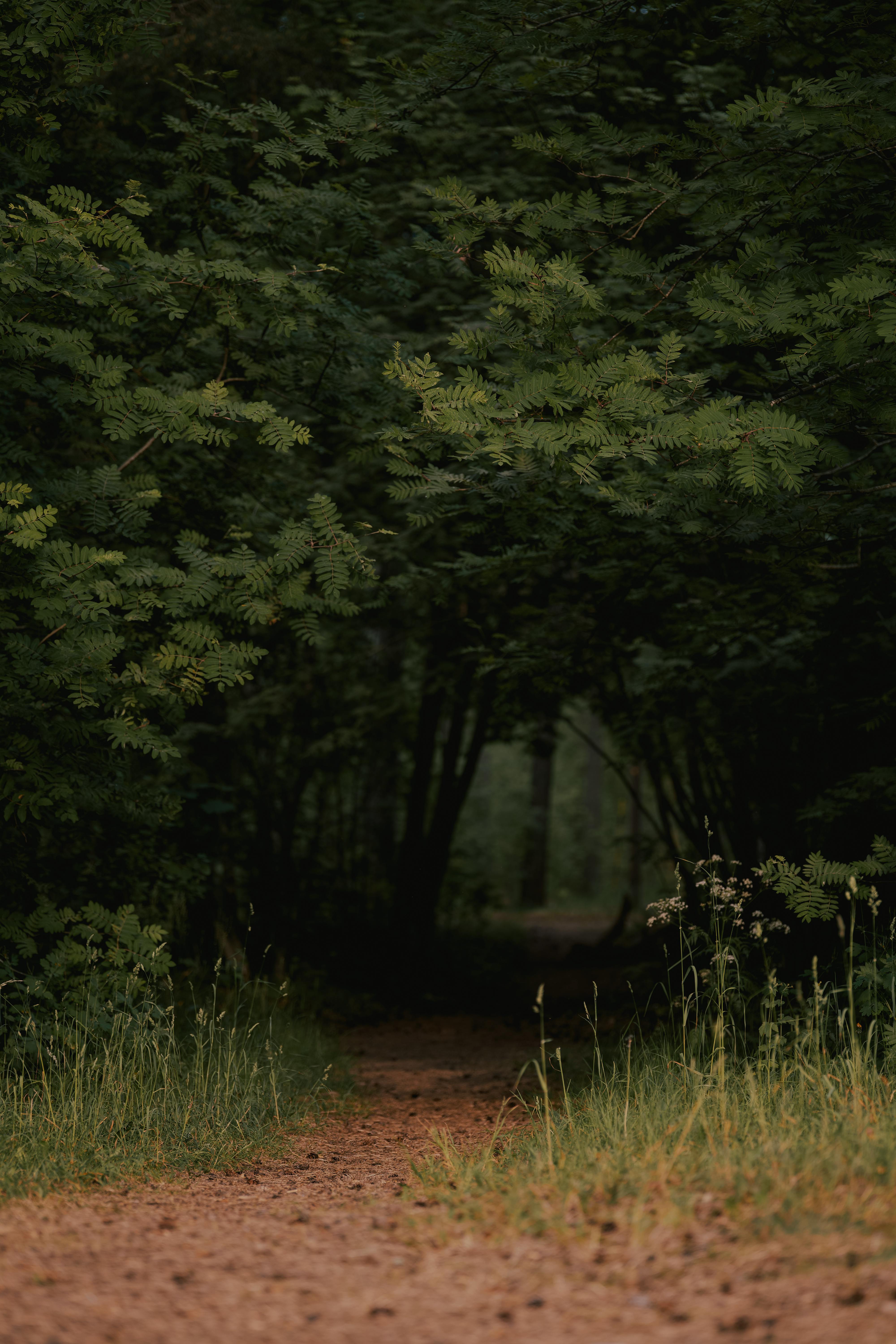 Path under Trees in Forest · Free Stock Photo