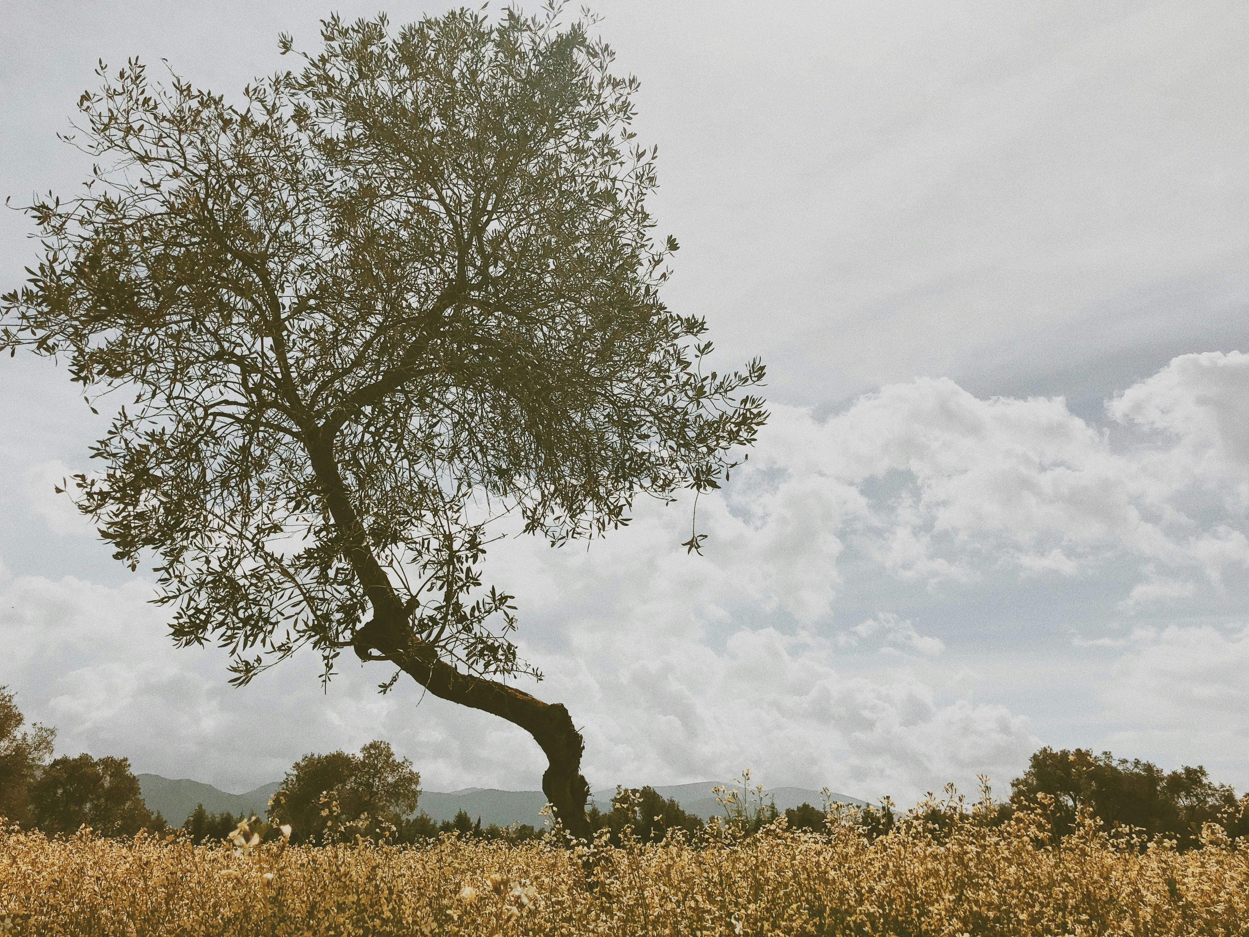 Tree in Cropland · Free Stock Photo