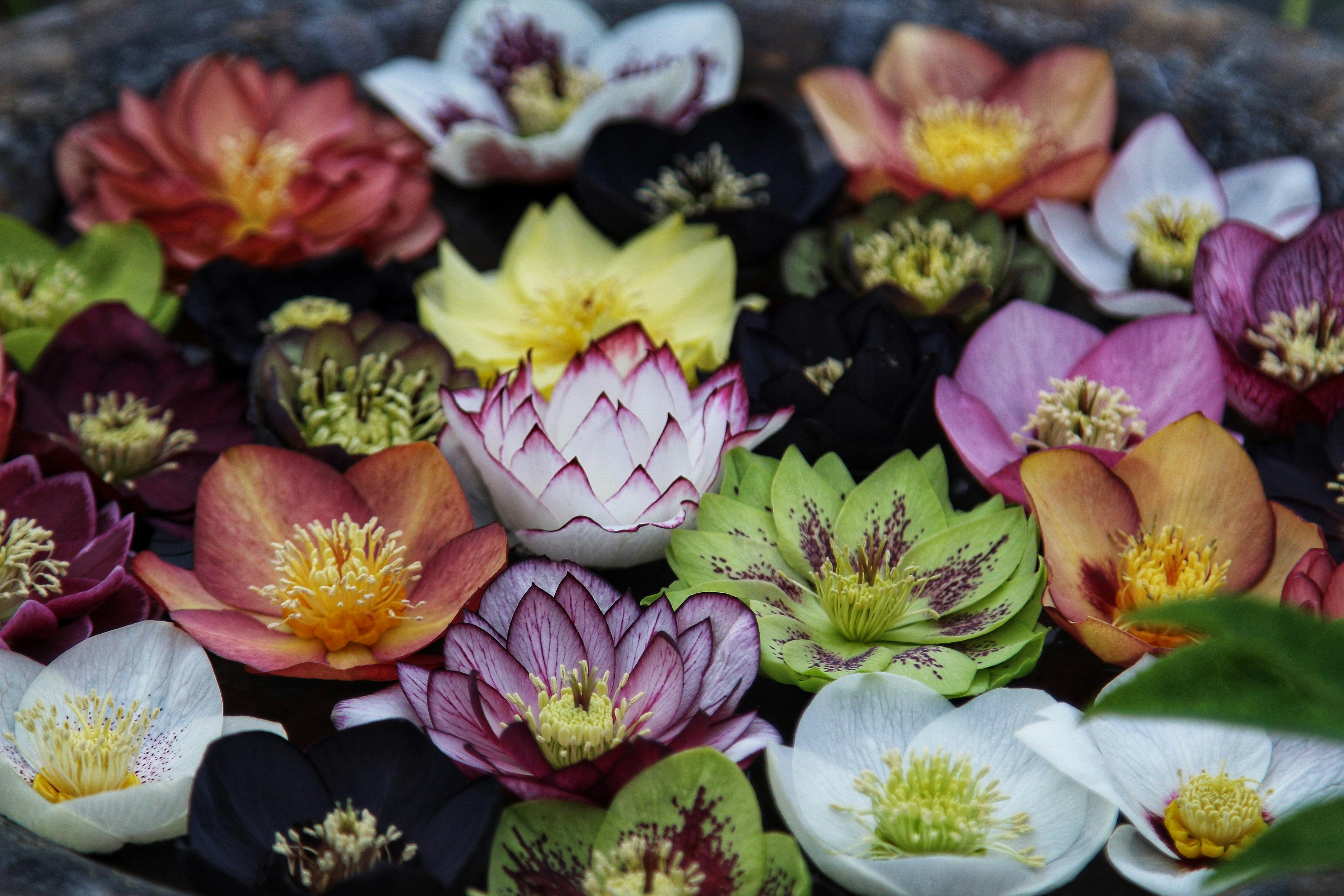Colorful Lotus Flowers · Free Stock Photo