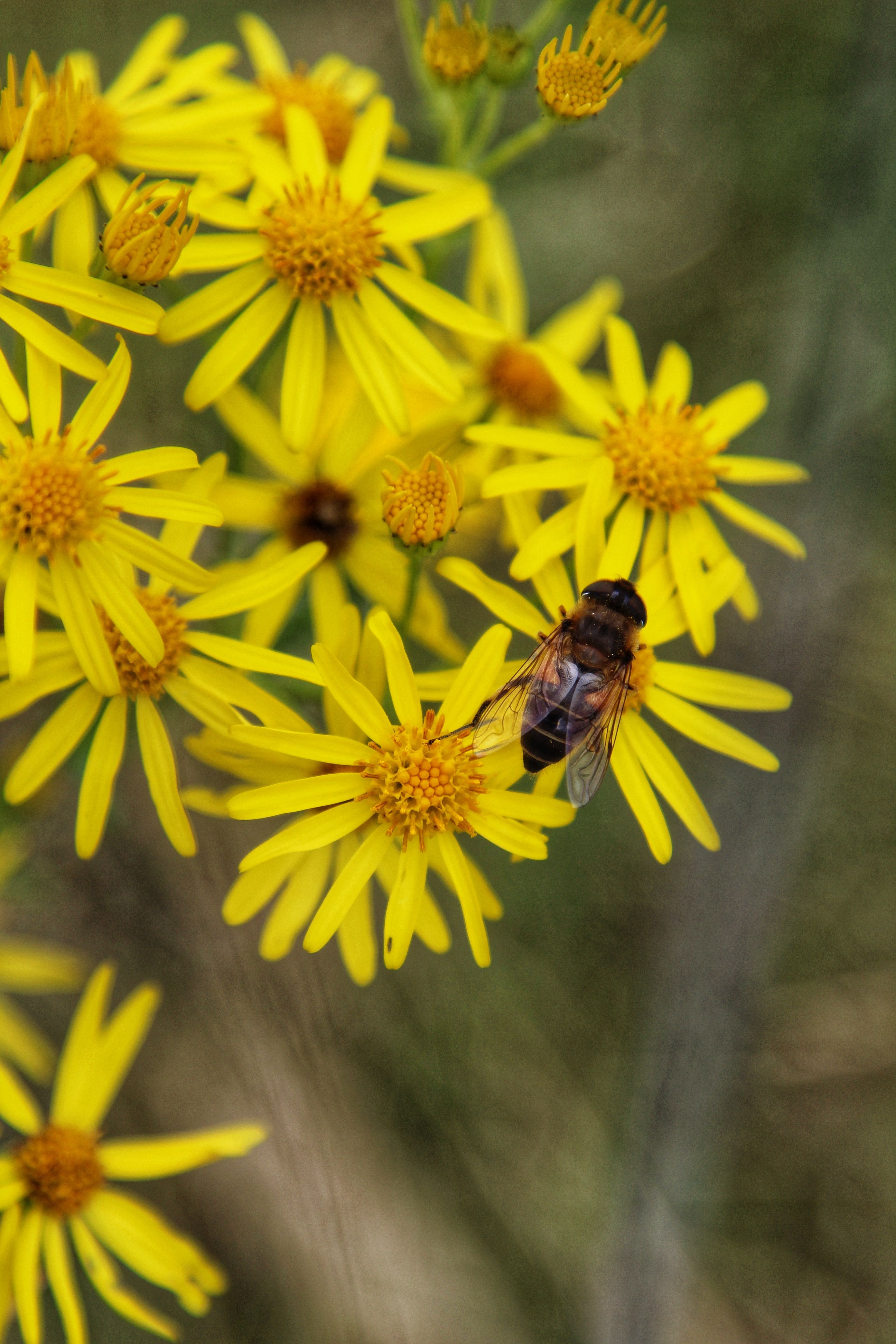 Indian Bee Photos, Download The BEST Free Indian Bee Stock Photos & HD ...