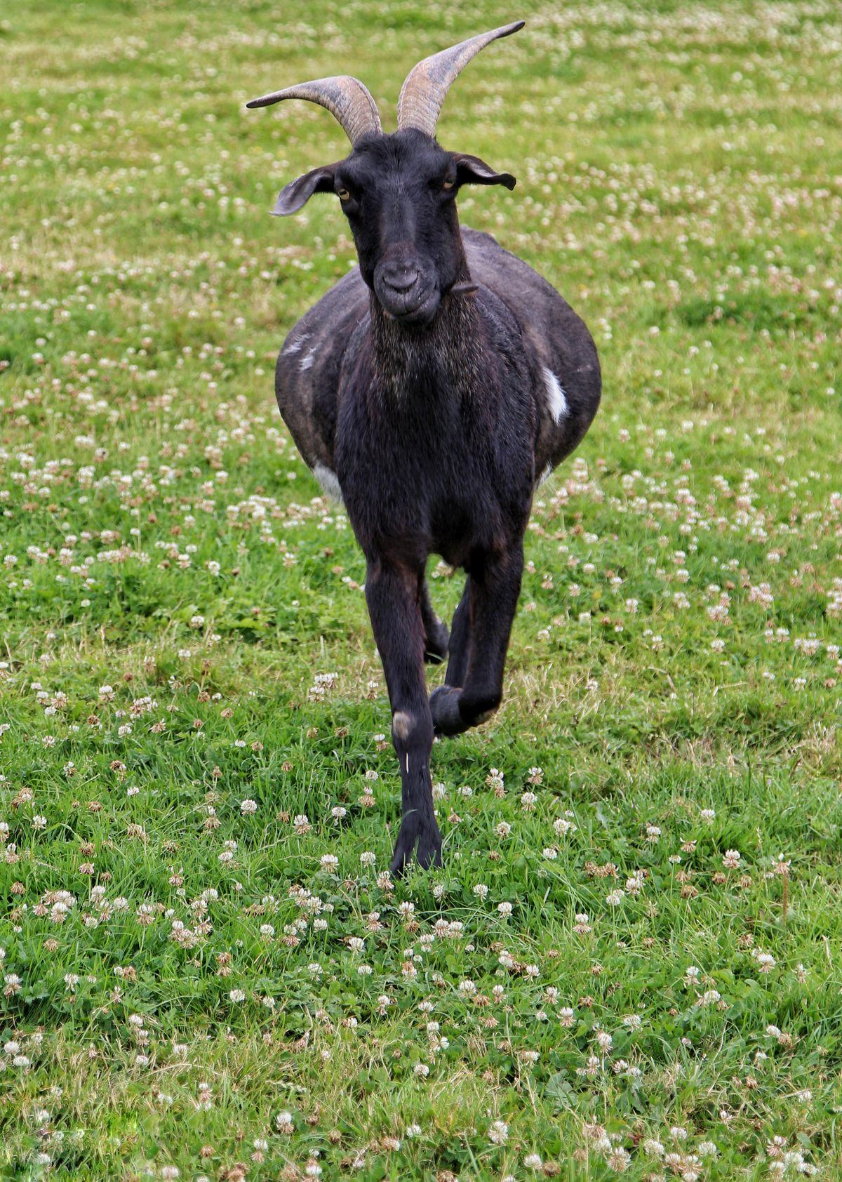 Black Bengal Goat Photos, Download The BEST Free Black Bengal Goat ...