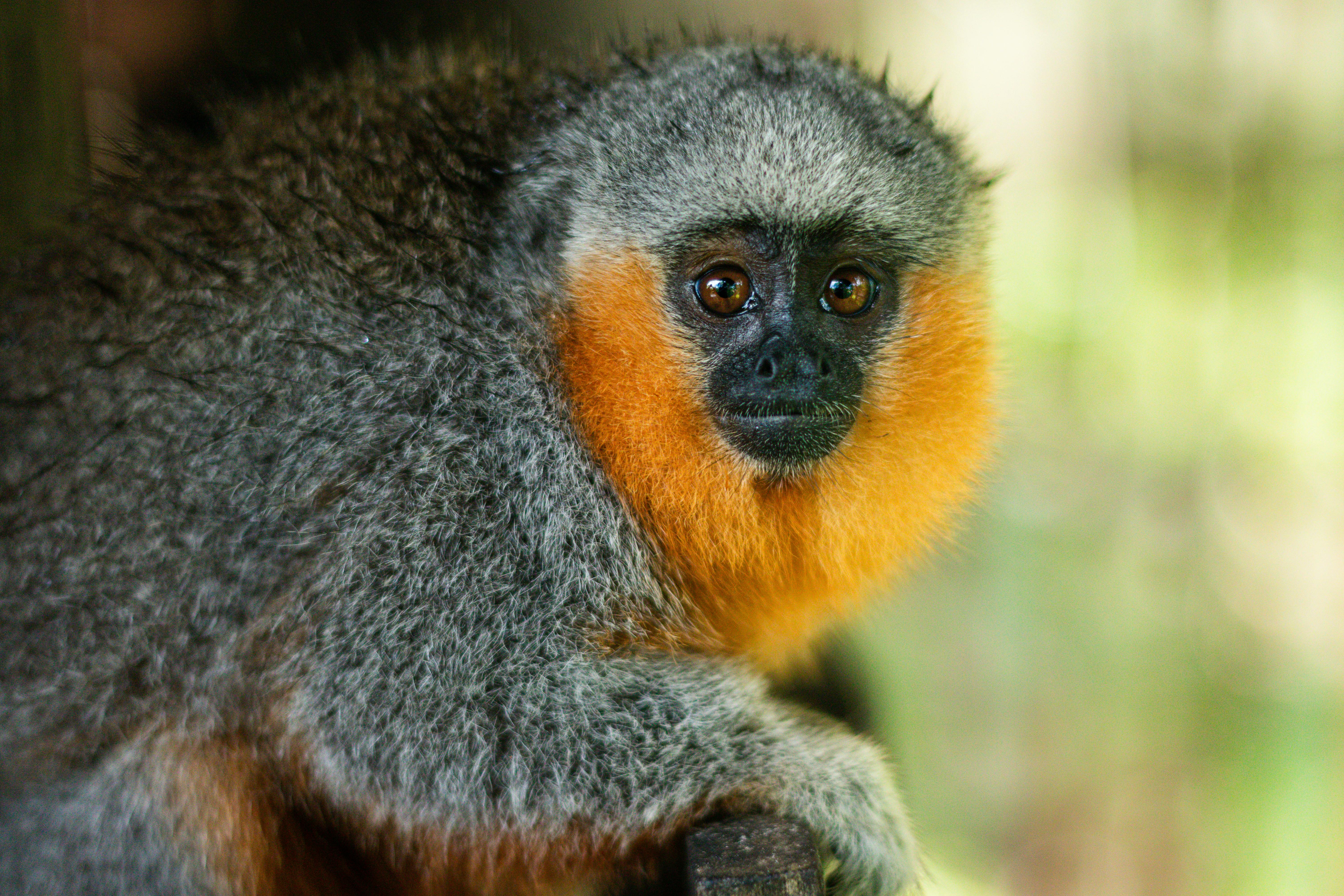 Monkey with Ginger Beard · Free Stock Photo