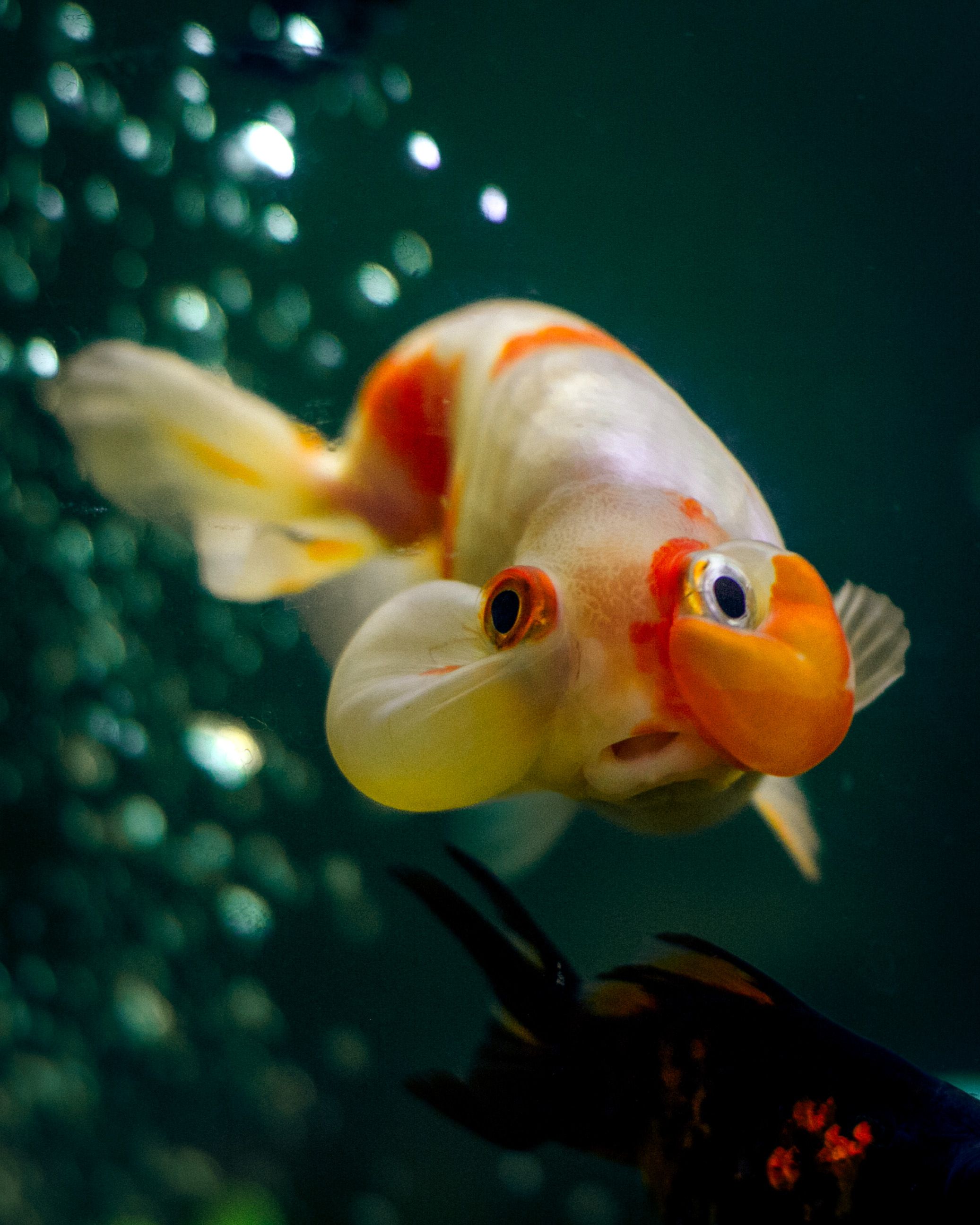 Tropical Fish in Water · Free Stock Photo