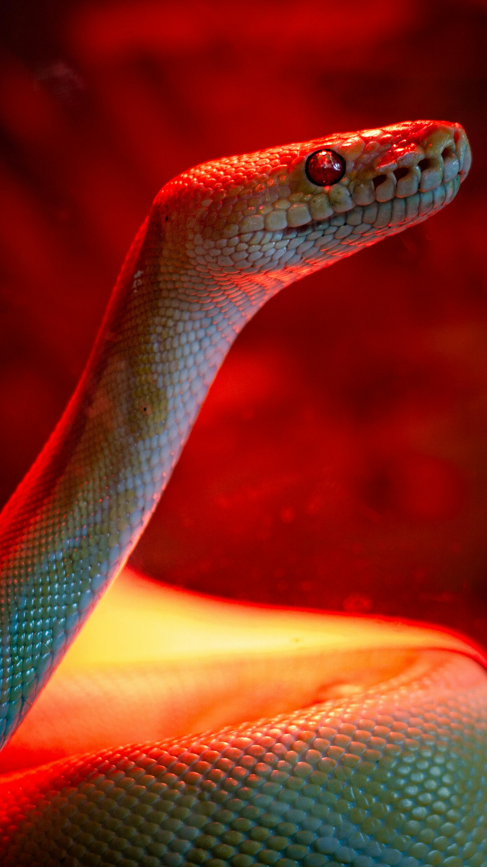 Snake in Red Light · Free Stock Photo