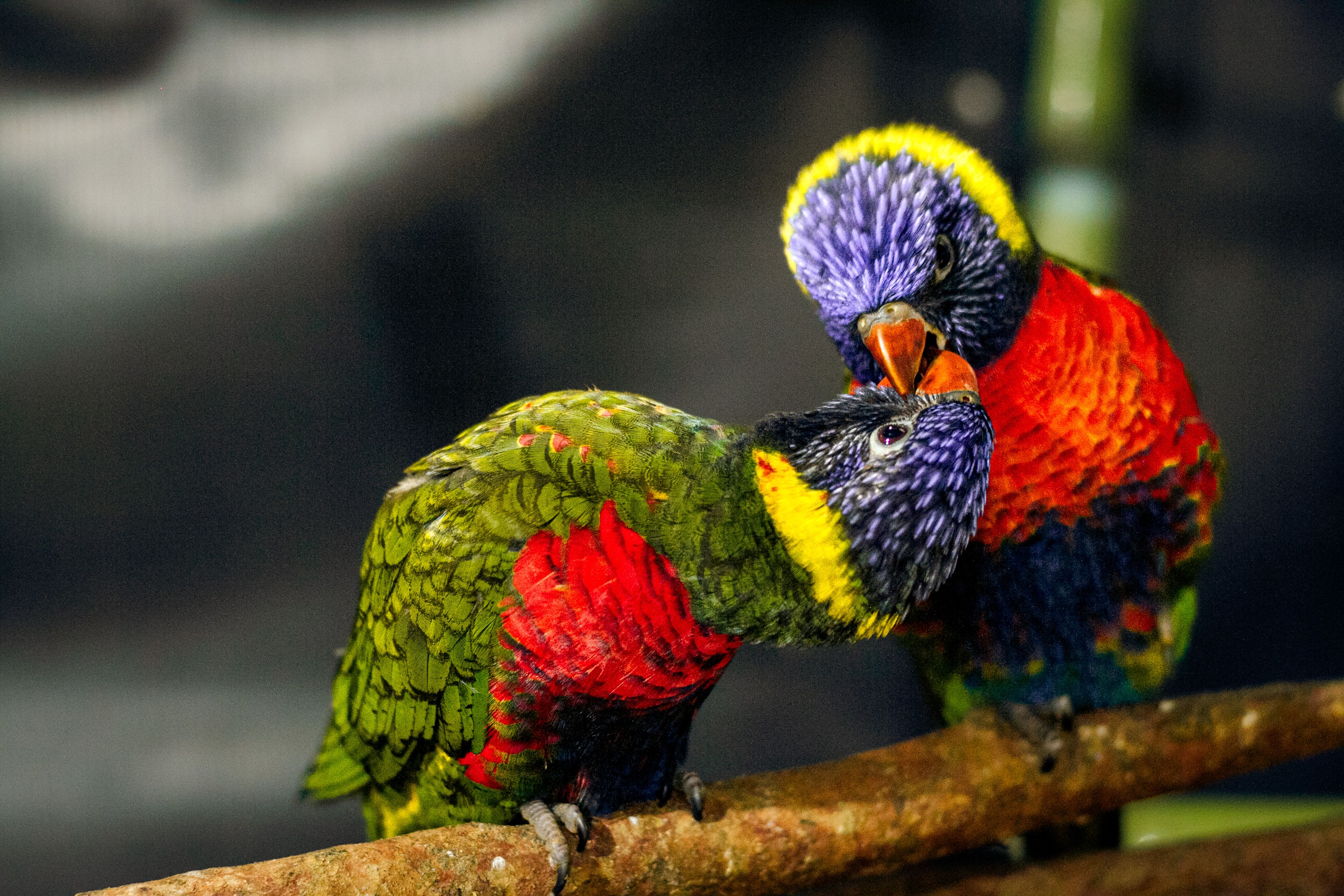 Pecking Sunset Lorikeet Parrots on a Branch · Free Stock Photo