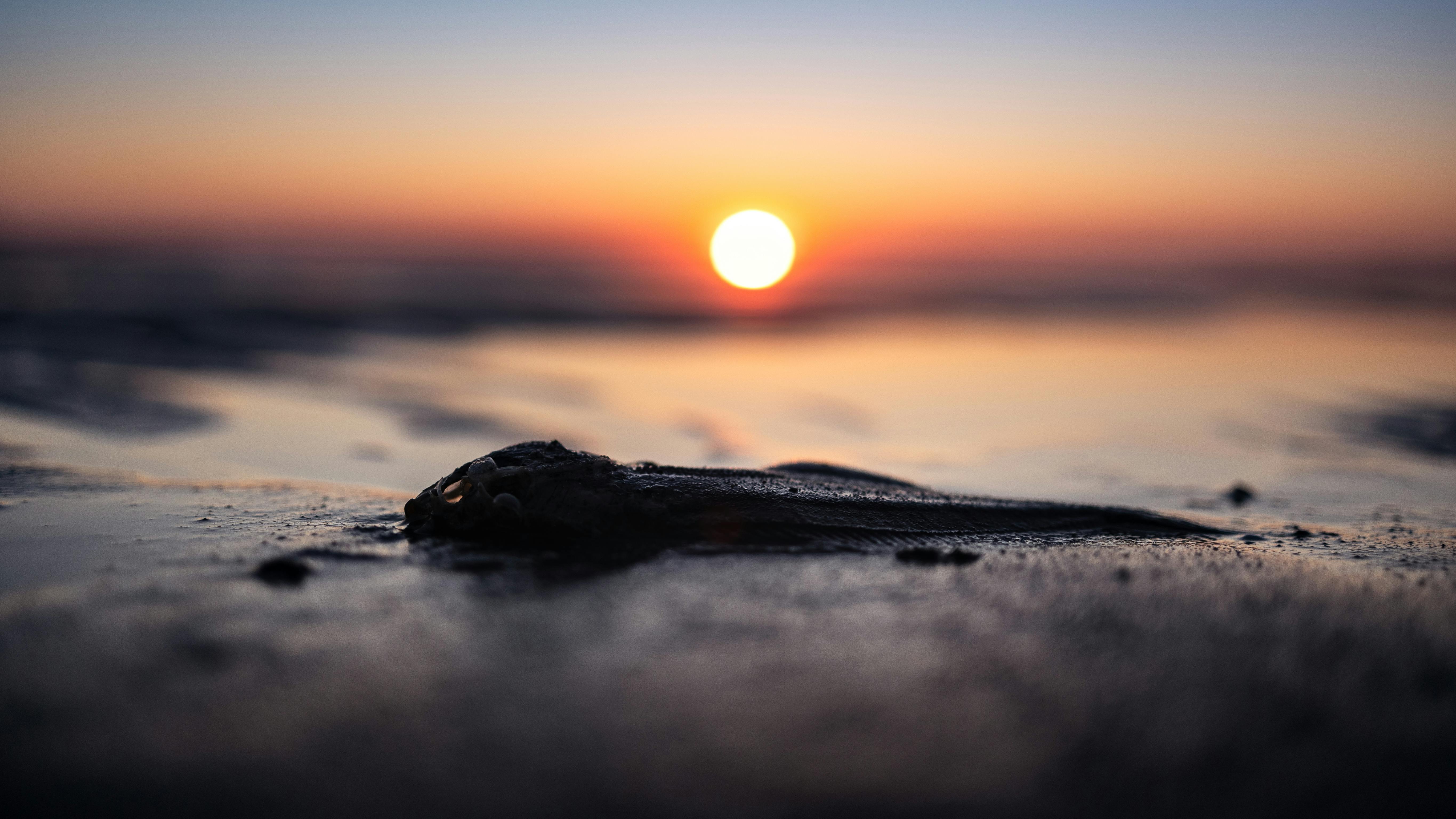 Animal Pics Photos, Download The BEST Free Animal Pics Stock Photos ...