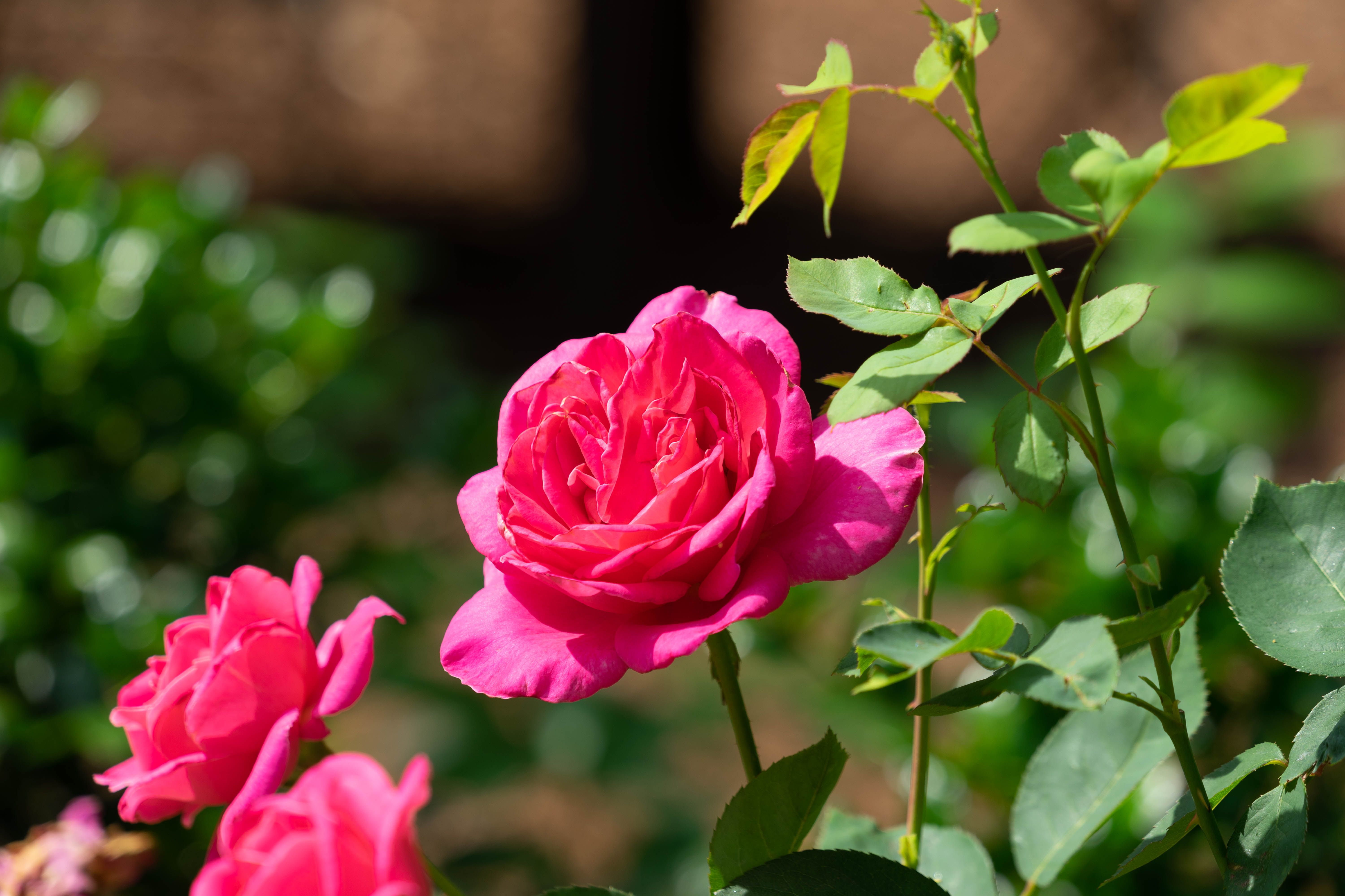 Pink Rose Close Up · Free Stock Photo