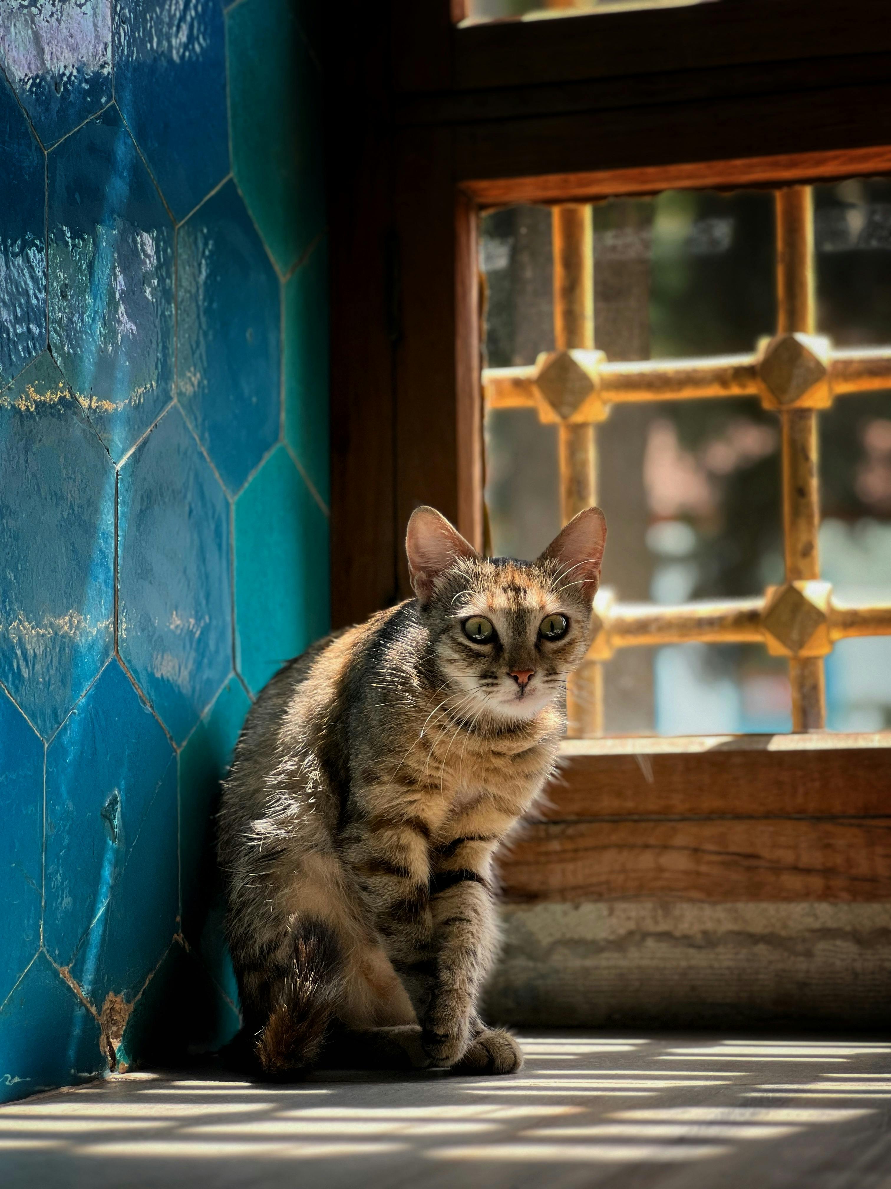 Cat · Free Stock Photo