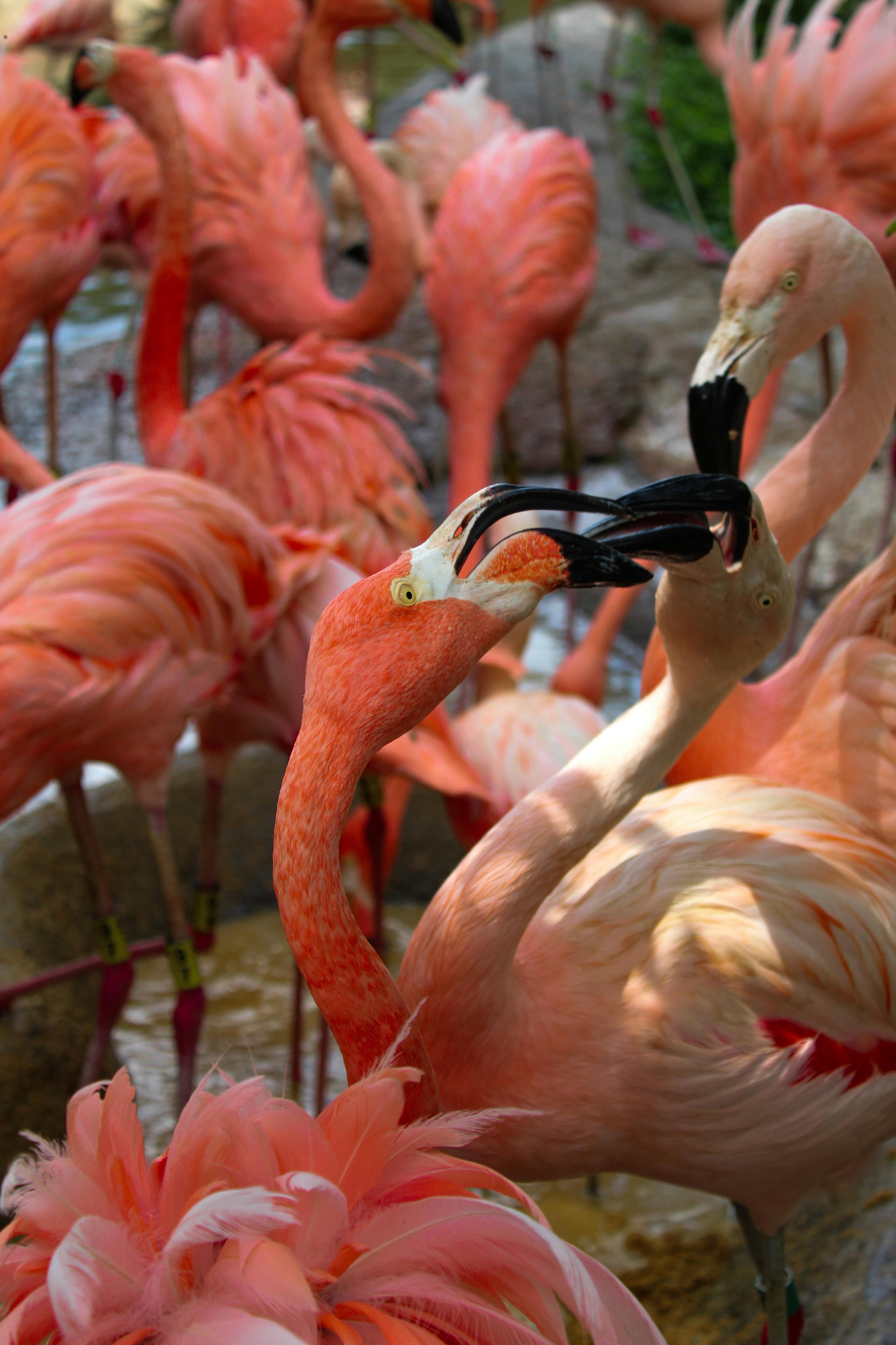 Americans Photos, Download The BEST Free Americans Stock Photos & HD Images