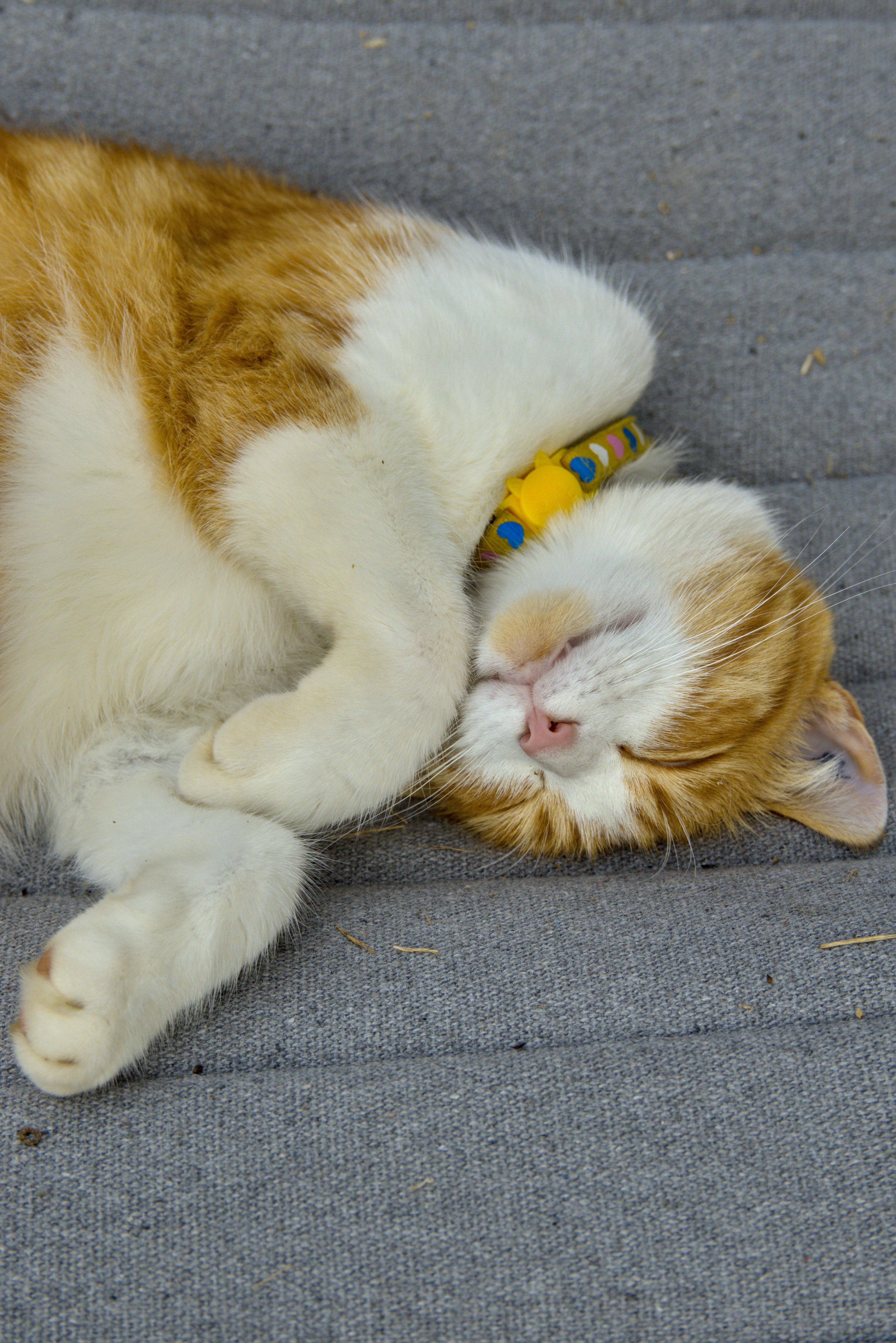 Cute Sleeping Cat · Free Stock Photo