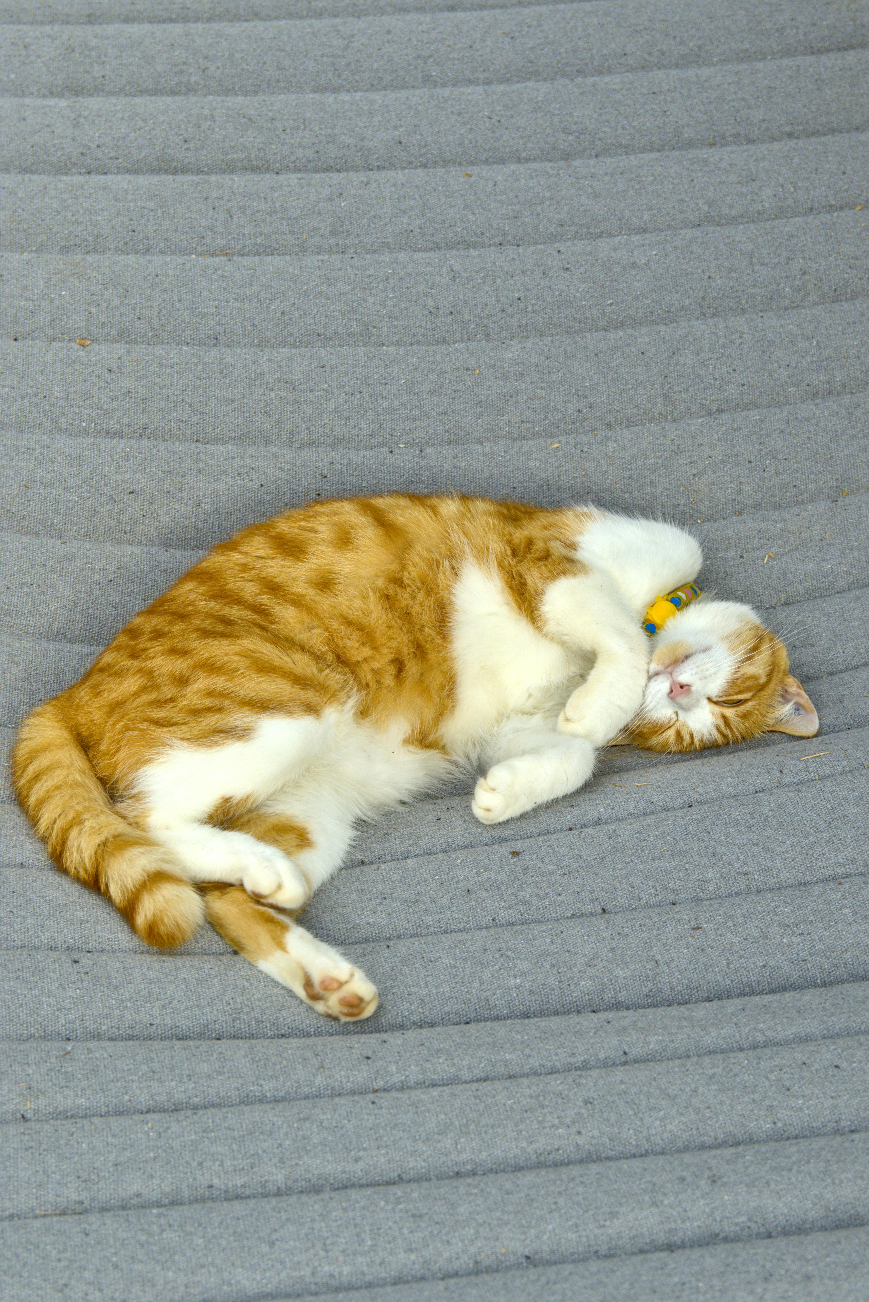 Ginger Cat Sleeping on a Mattress · Free Stock Photo