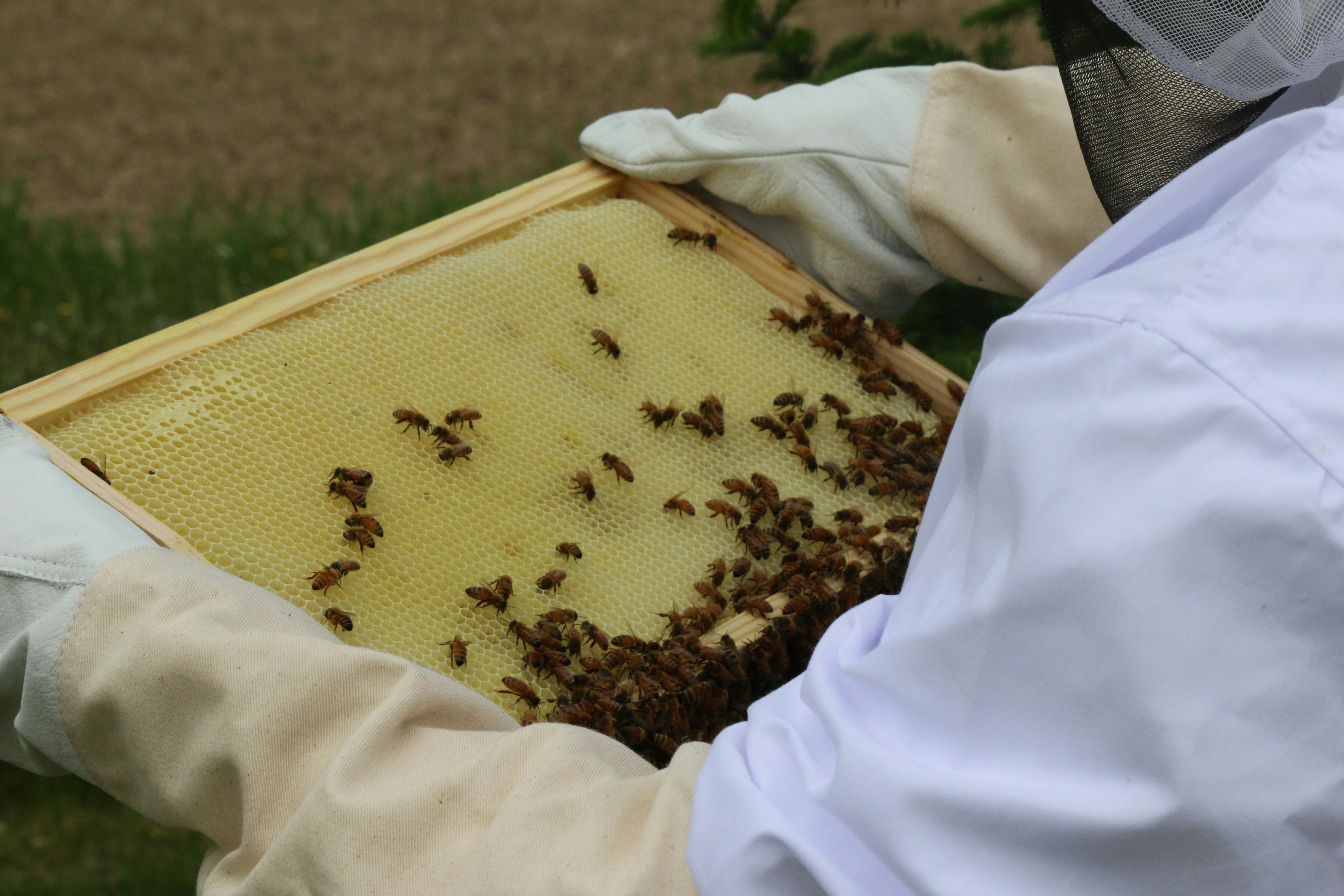 Close-up of a Person in Protective Clothing Holding a Hive Frame with ...