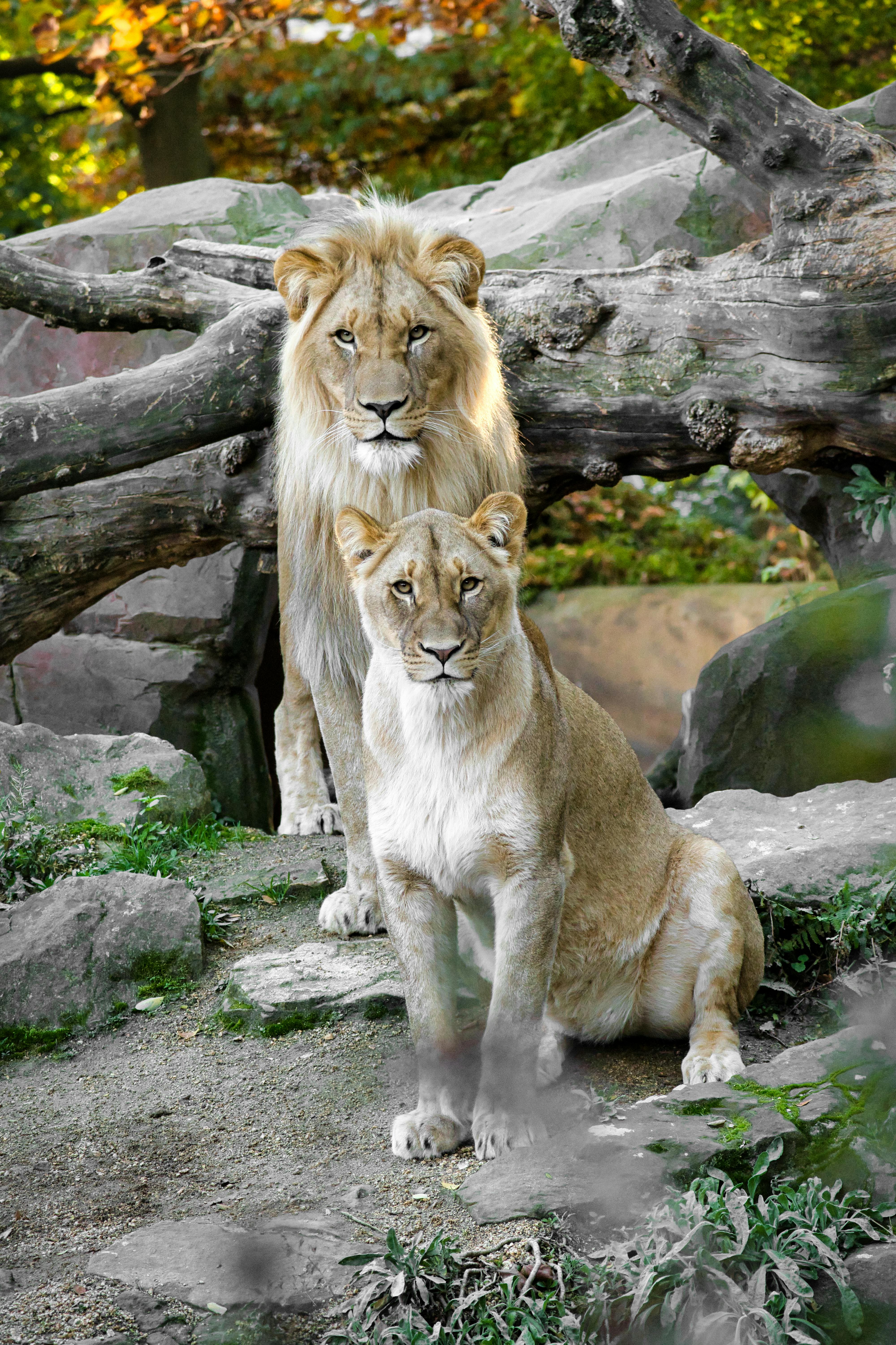 Lions Sitting on Rocks · Free Stock Photo