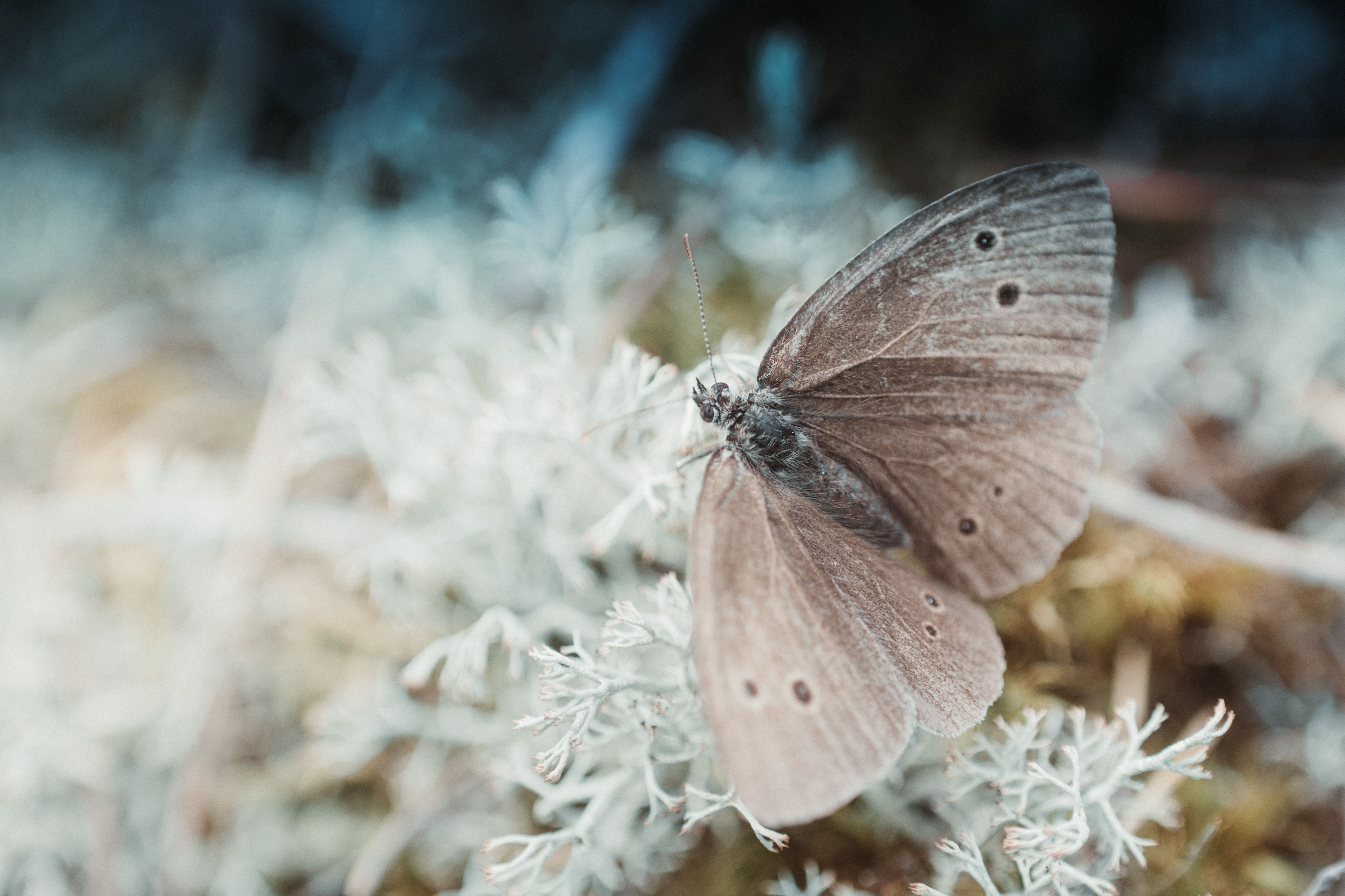 Close-up of a Ringlet · Free Stock Photo